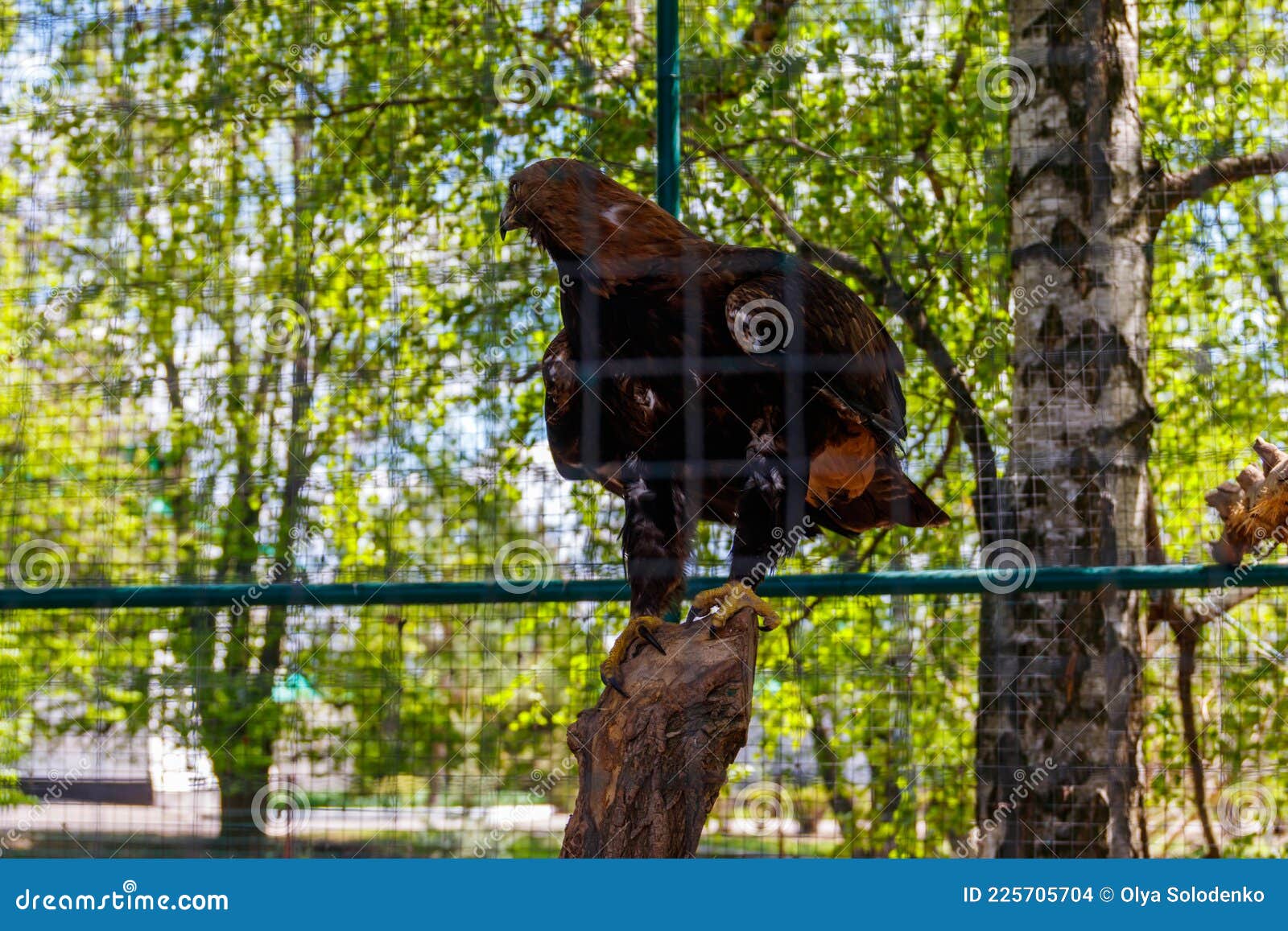 Beautiful Eagle in Aviary at Zoo Stock Photo - Image of captured, large ...