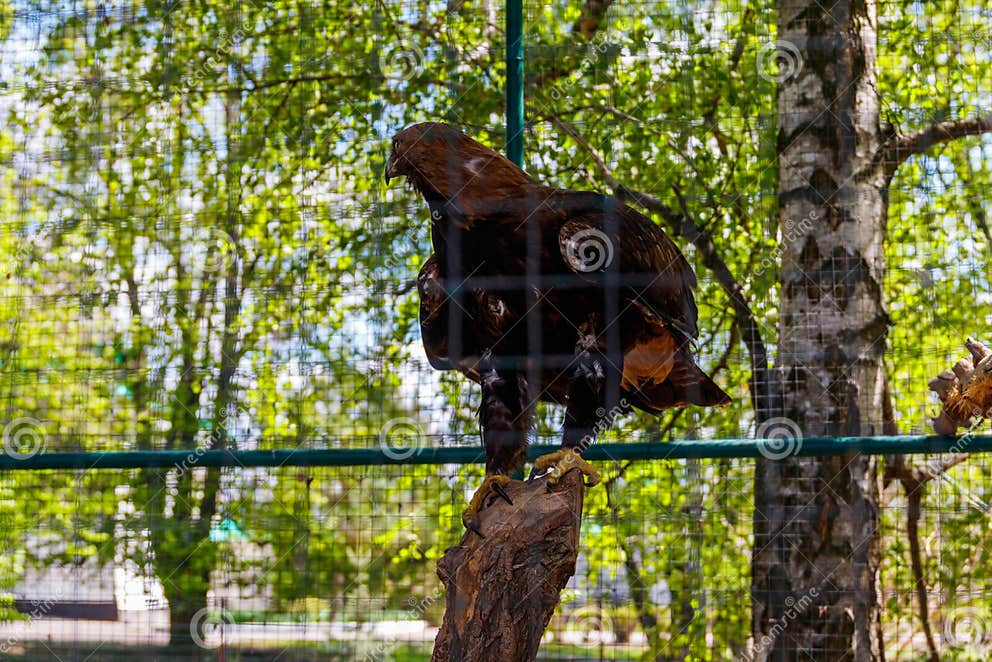 Beautiful Eagle in Aviary at Zoo Stock Photo - Image of captured, large ...