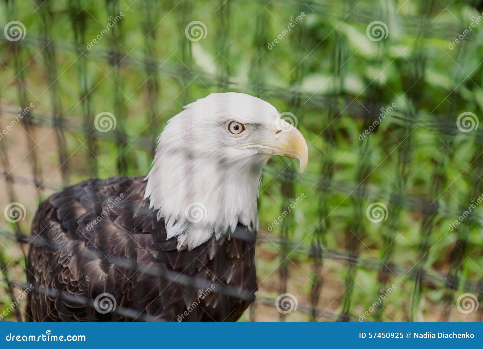 Beautiful eagle in a cage stock image. Image of conservation - 57450925