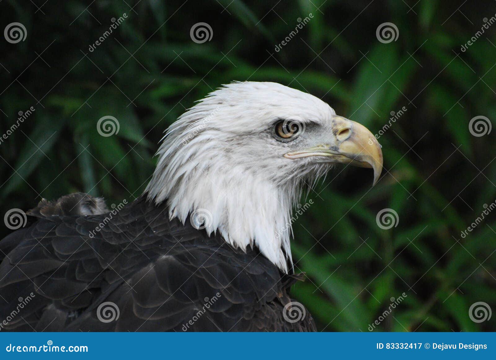 Beautiful Eagle with a Hooked Beak Stock Image - Image of freedom ...