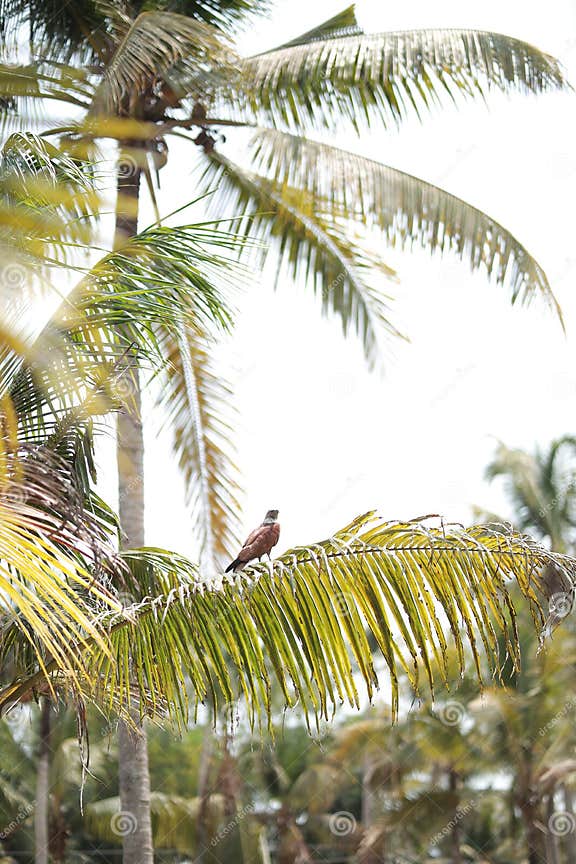 Eagle resting in the tree. stock image. Image of nature - 181410971