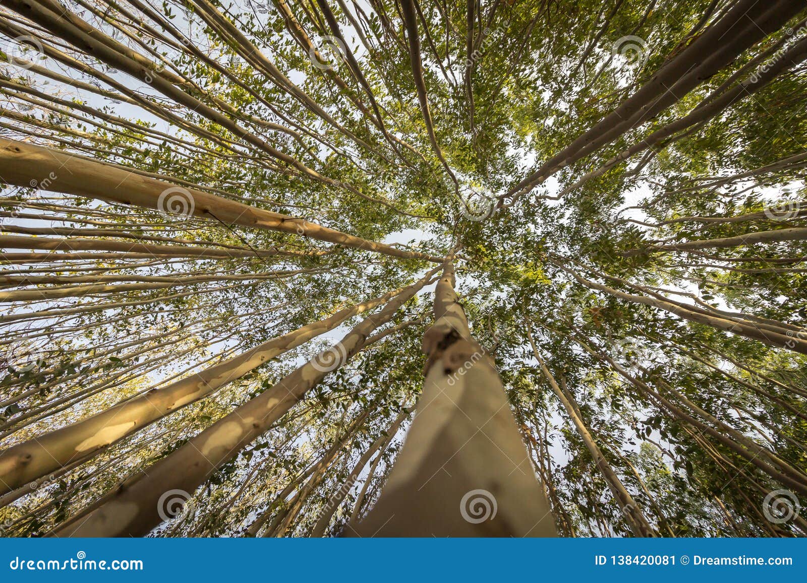 A Eucalyptus Trees Wide Angle with Perspective Stock Image - Image of ...