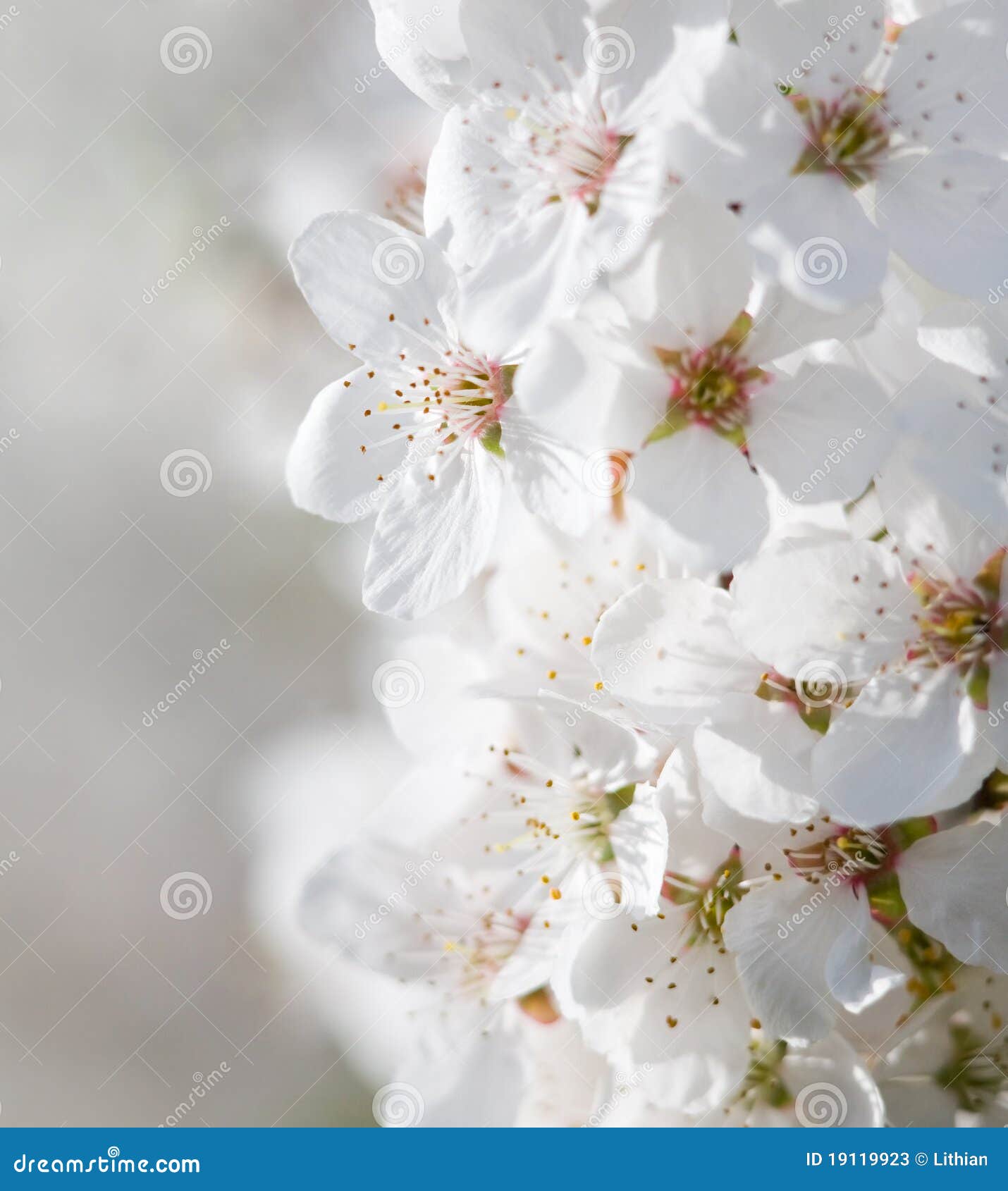 Beautiful Early Spring Flowers in Sunlight. Stock Image - Image of ...