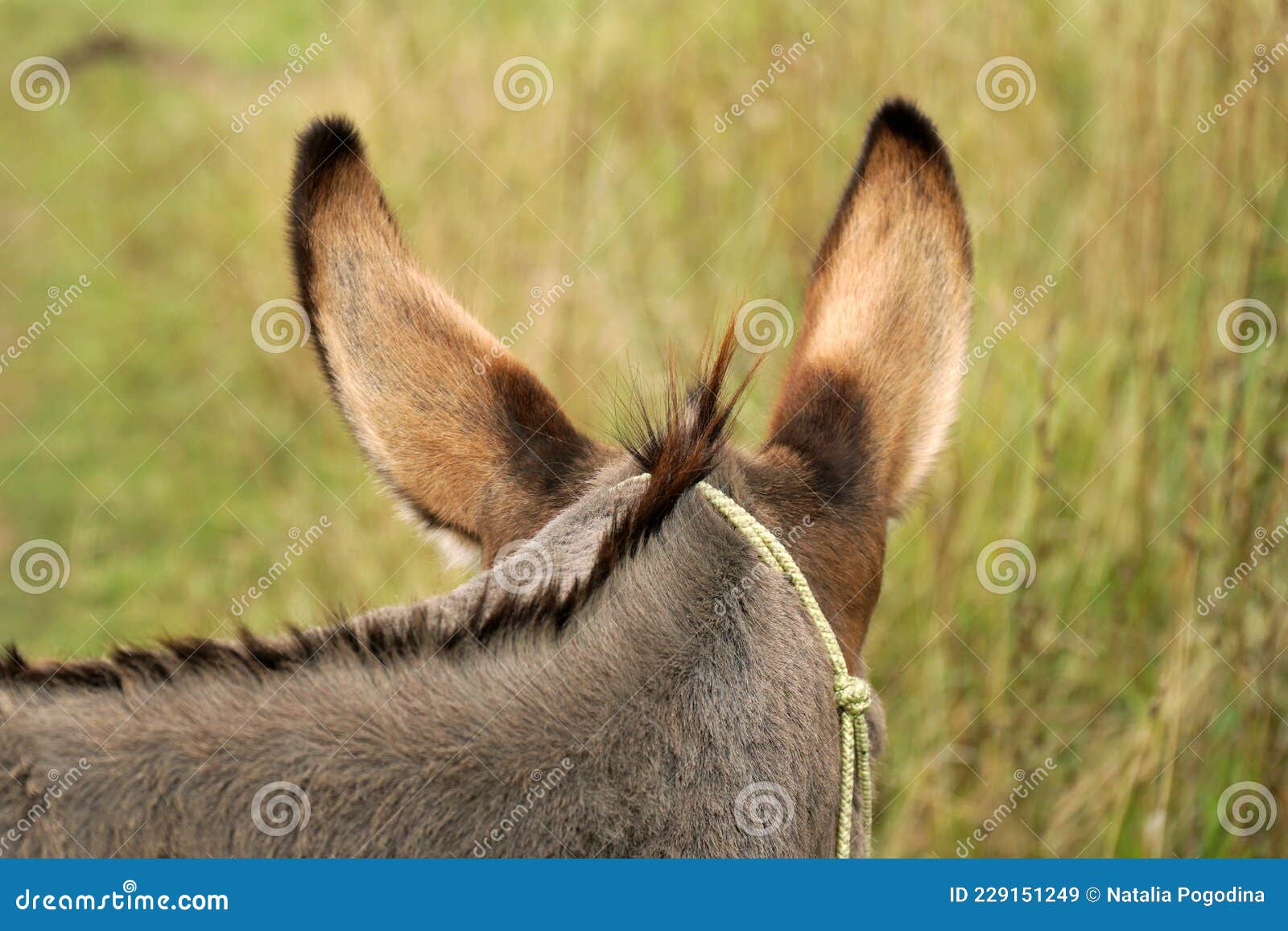 Beautiful Ears of a Donkey on the Head Close-up Withers Stock Image ...