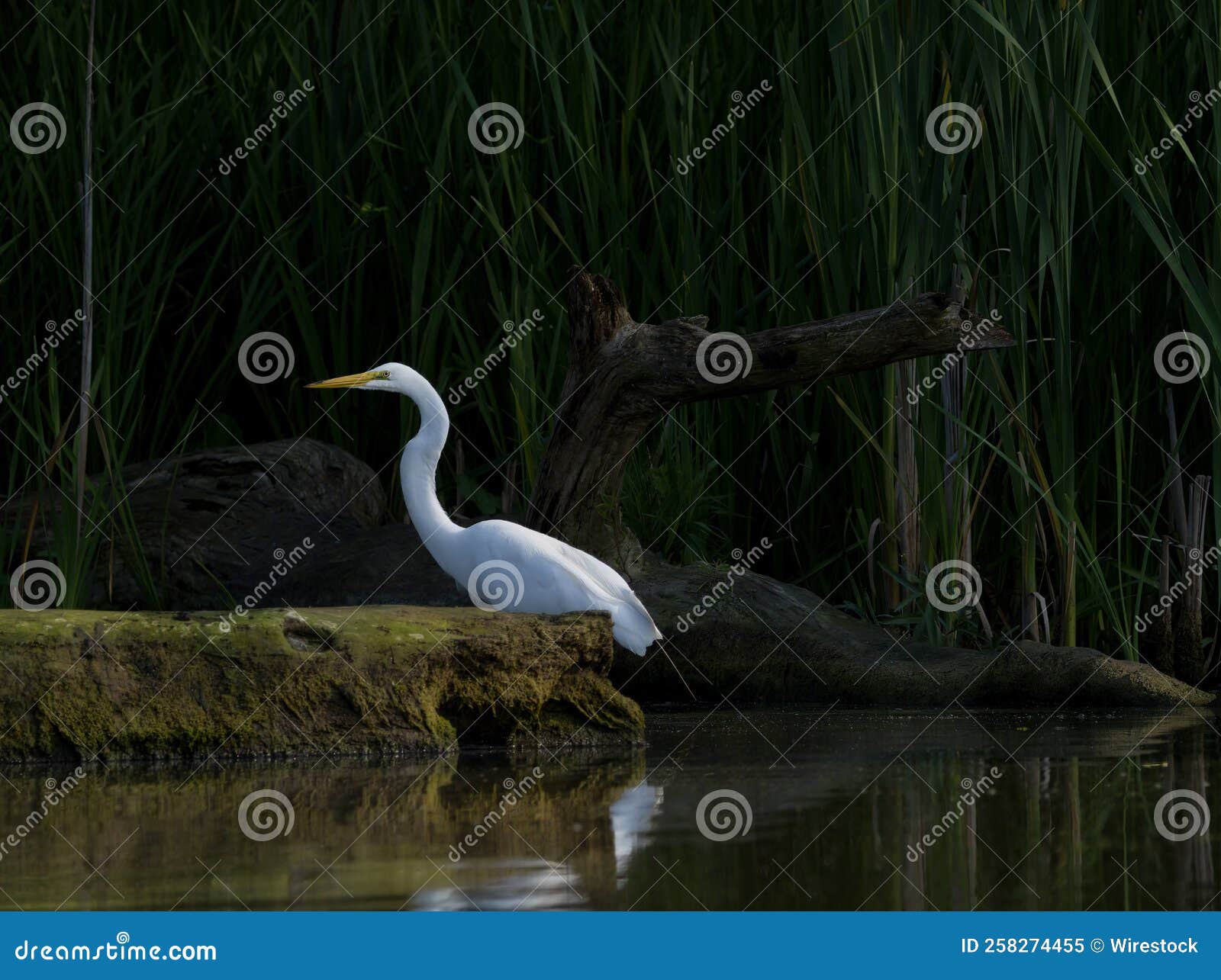 Beautiful Eastern Great Egret Standing on the Ledge of a Rock in the ...