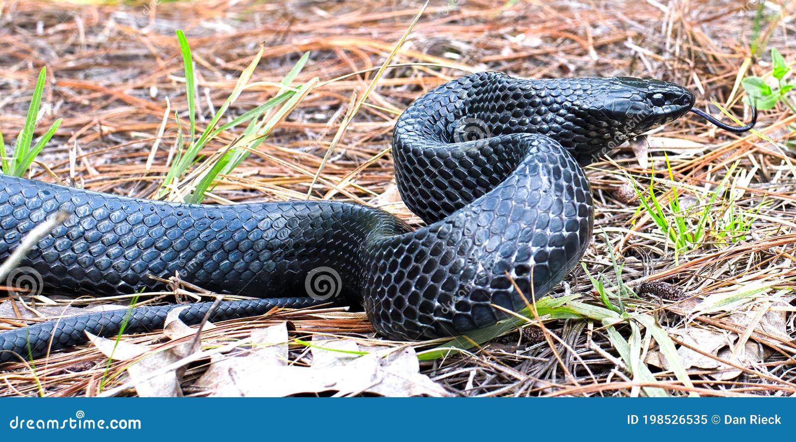 Beautiful Eastern Indigo Snake Stock Image - Image of reptile, soil ...