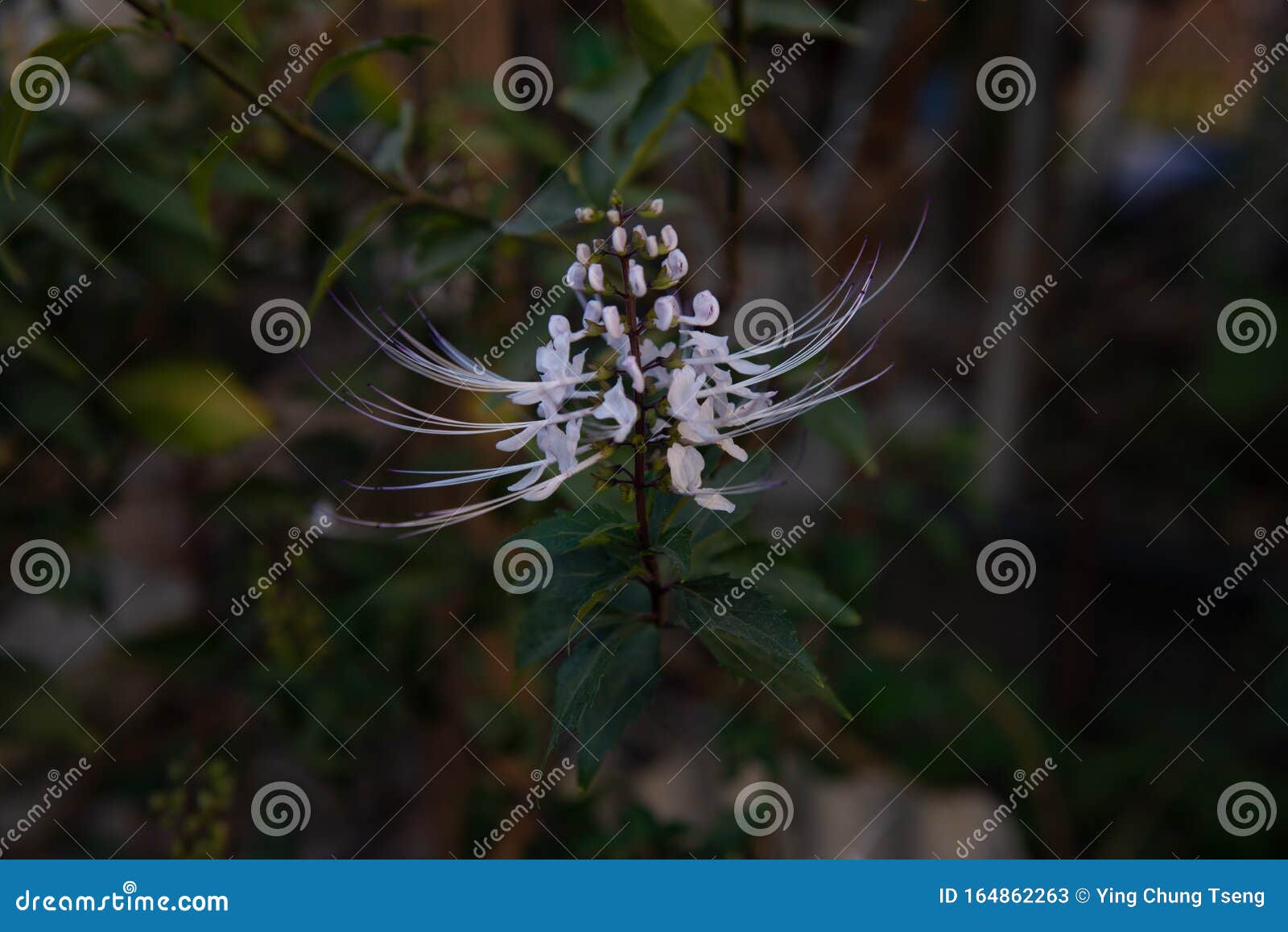 Beautiful, Easy To Use Fossil Grass Stock Image - Image of stones, cats ...