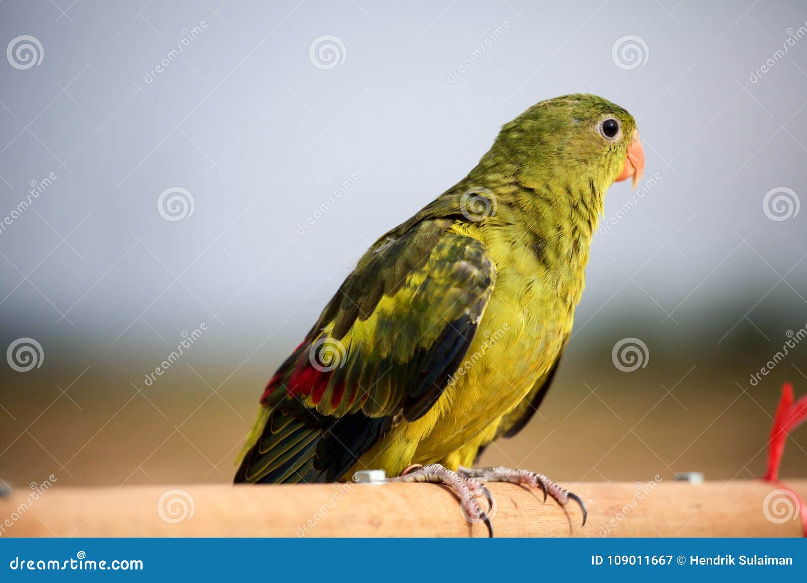Parrots stock image. Image of cute, couple, beautiful - 109011667