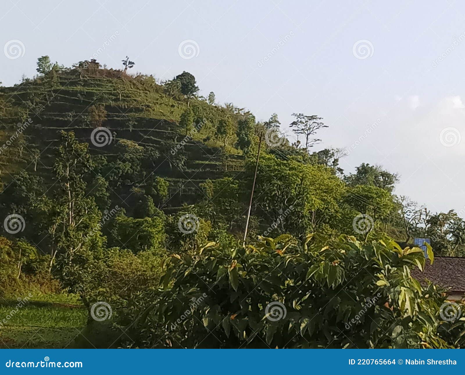 Beautiful Ecosystem in Hilli Area in Nepal Stock Photo - Image of area ...