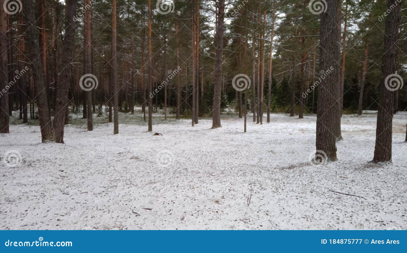 Edge Forest Trees Stock Photos - Download 17,223 Royalty Free Photos