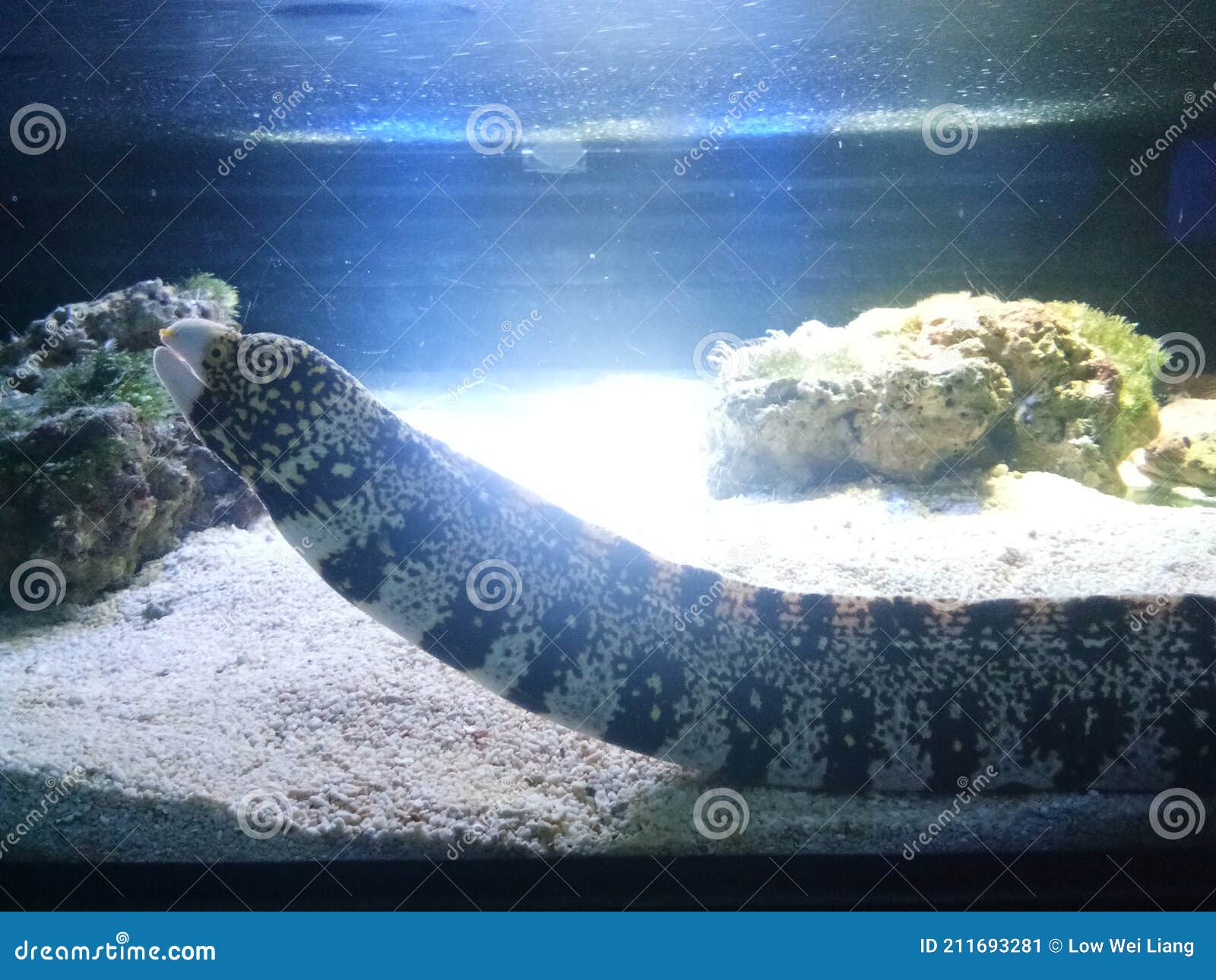 Beautiful Eel stock image. Image of water, ocean, organism - 211693281