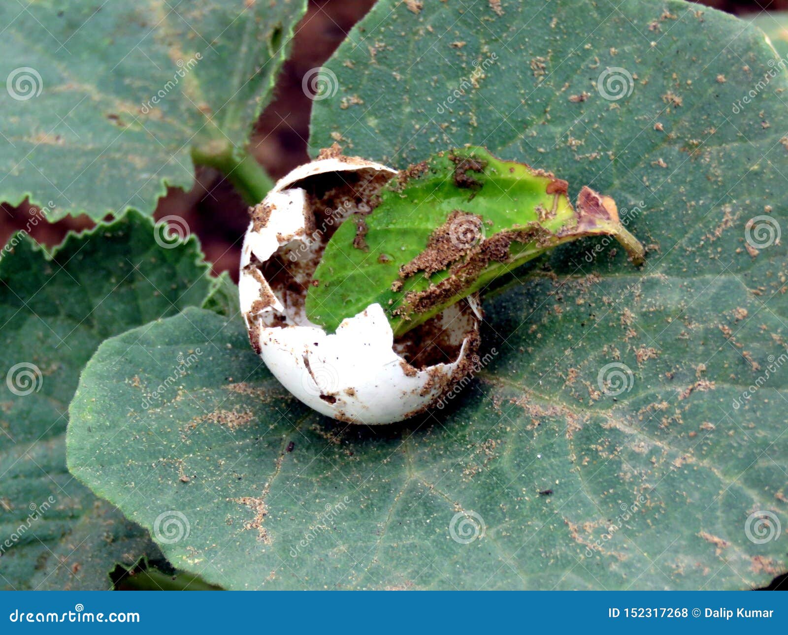 Beautiful Egg Shell in Garden Stock Photo - Image of wallpaper, garden ...