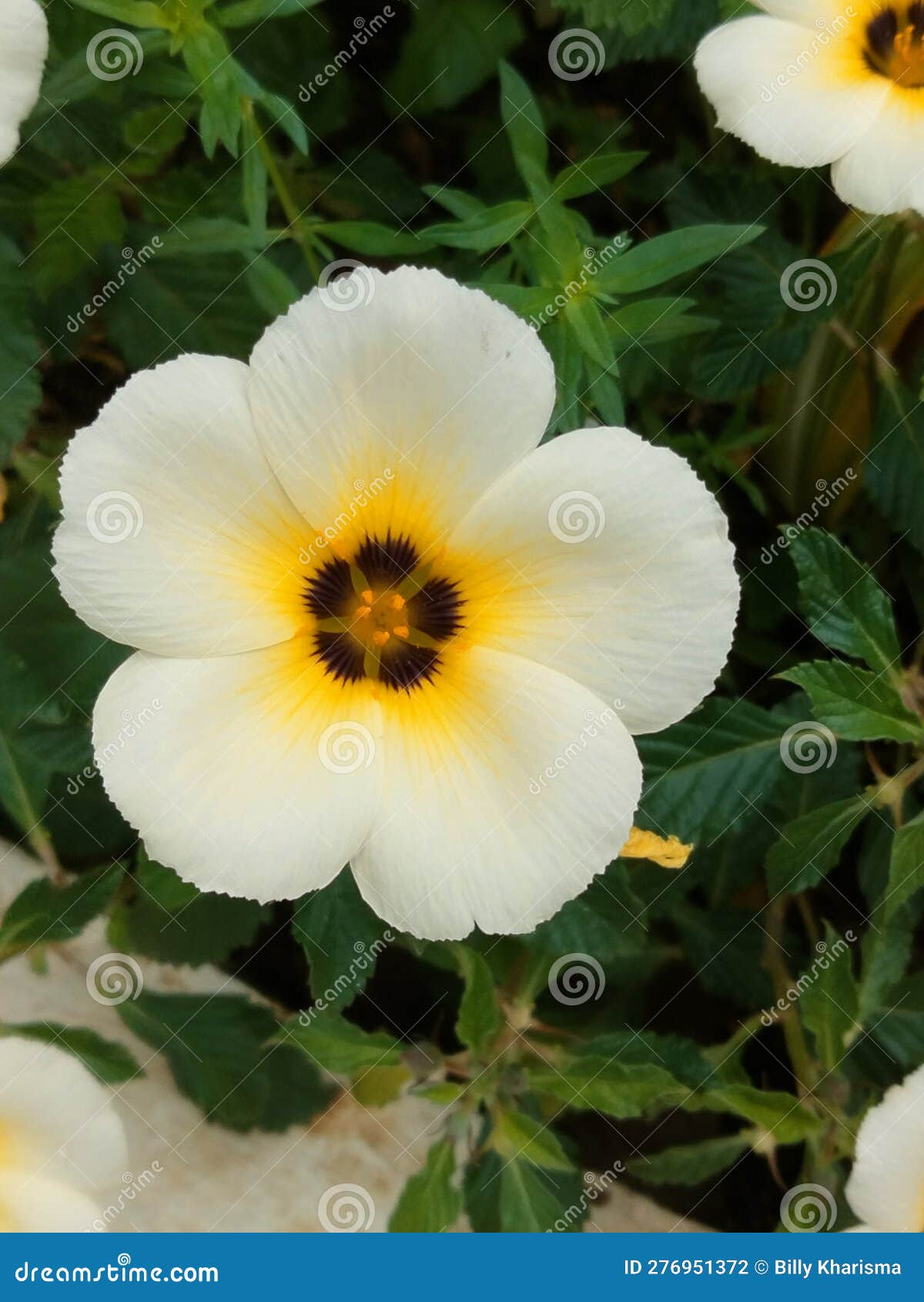 This is Beautiful Eight O& X27;clock Flowers Stock Photo - Image of ...