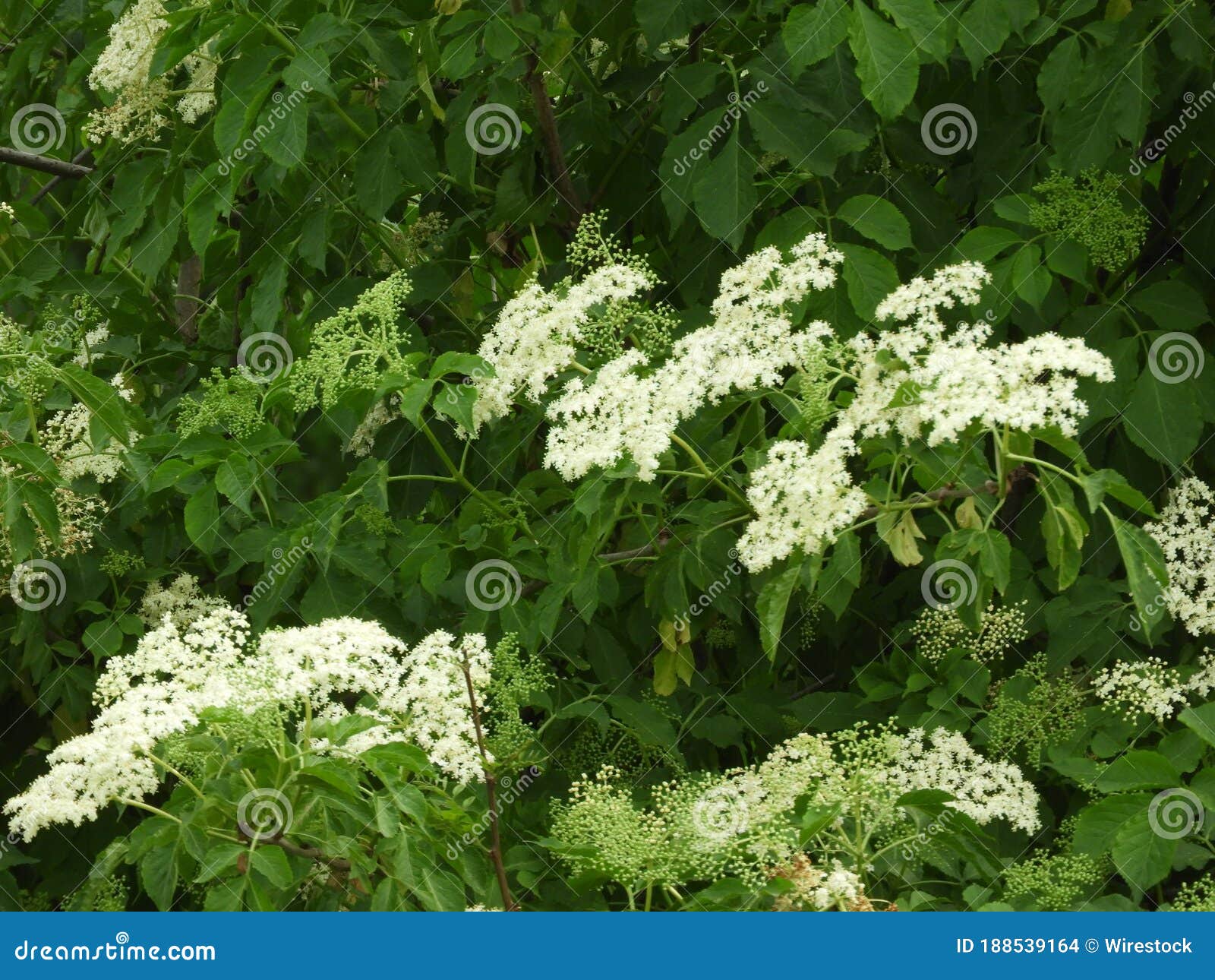 Beautiful Elder Plant in a Forest at Daytime Stock Photo - Image of ...
