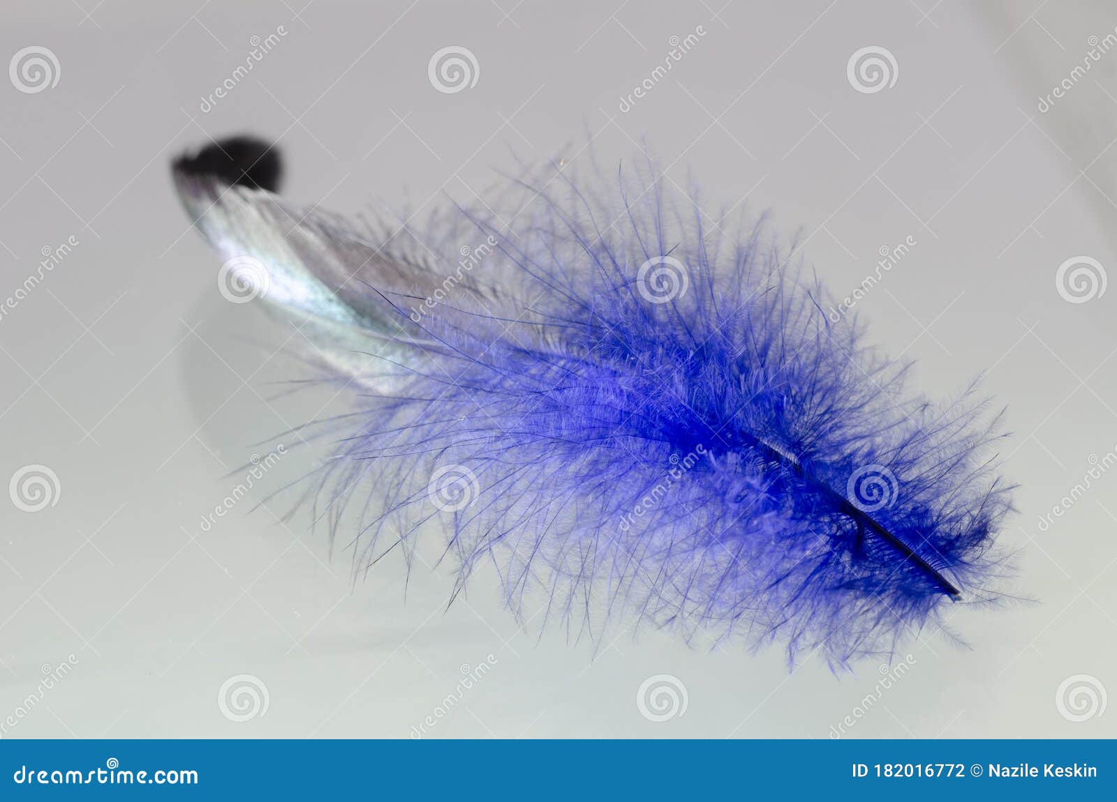 Beautiful and Elegance Blue Tail Feather Stock Photo - Image of feather ...