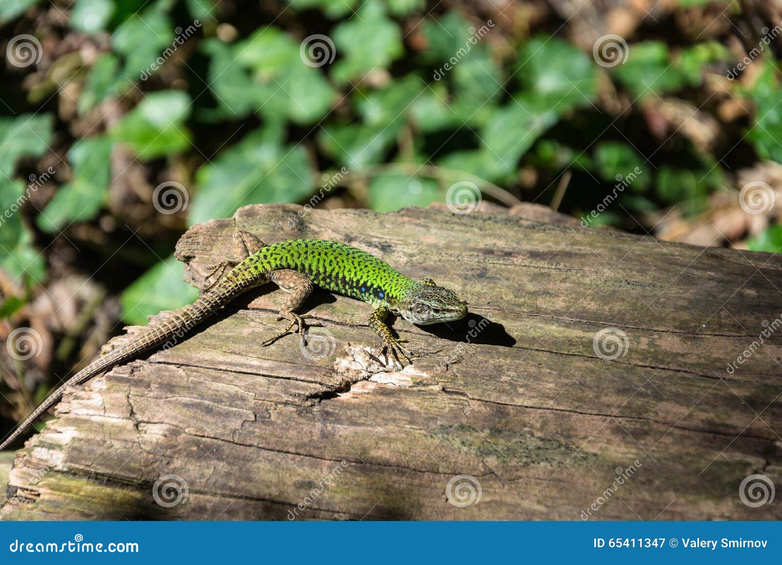 Beautiful elegant lizard. stock image. Image of tail - 65411347