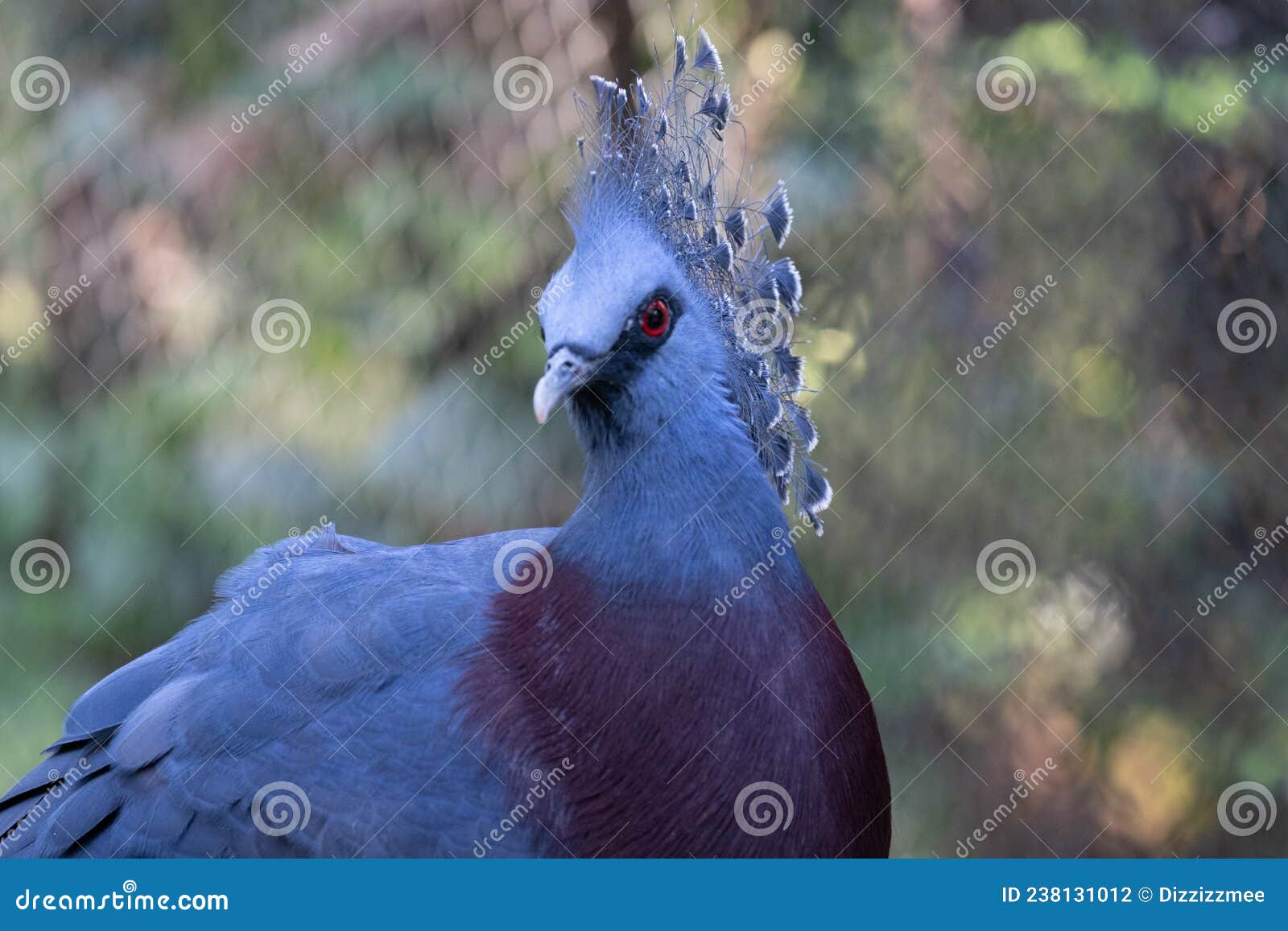 Close Up Blue Pigeon, Victorian Crowned Pigeon Stock Photo - Image of ...