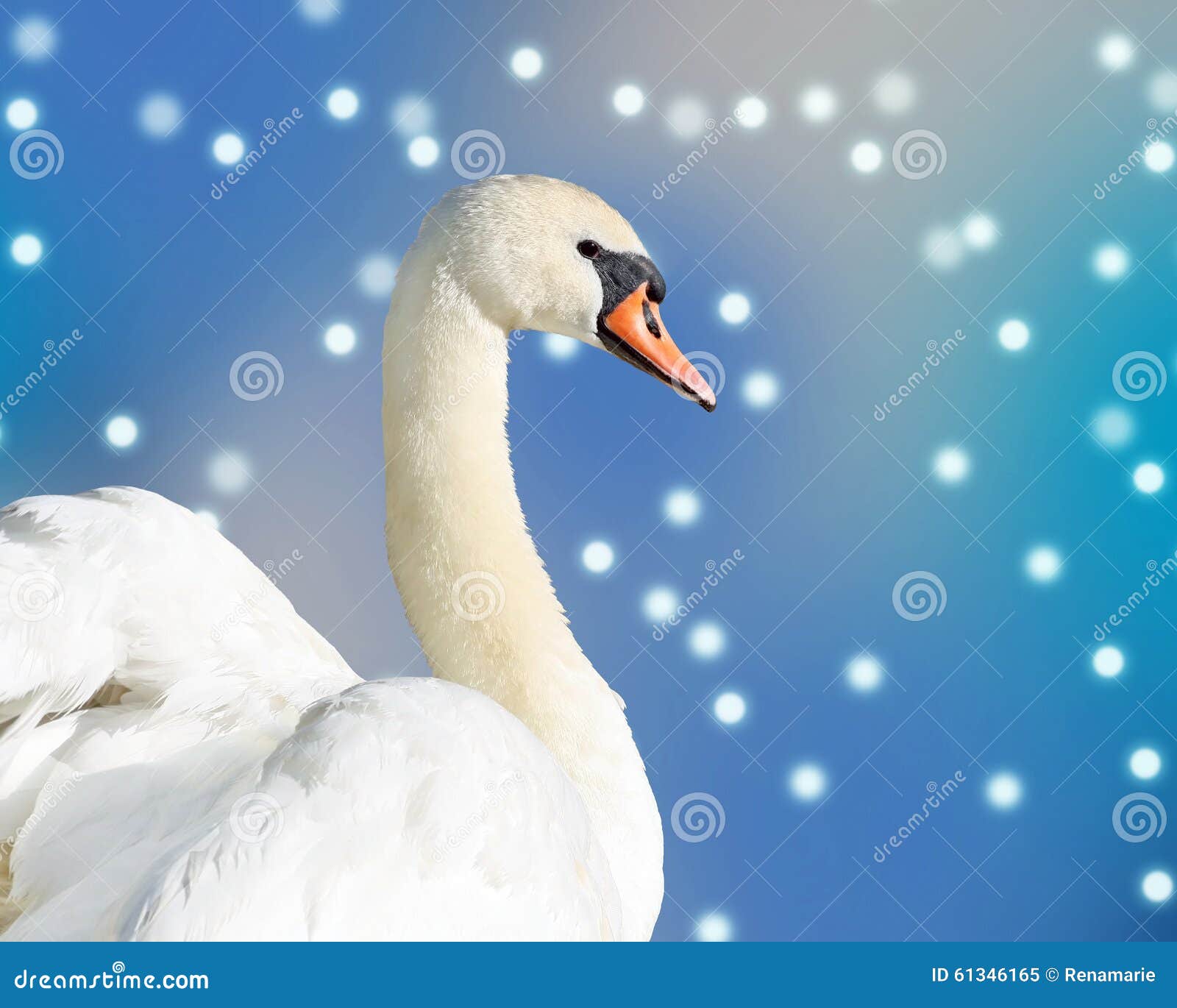 Beautiful Elegant Swan Against a Falling Snow and Blue Sky Background ...