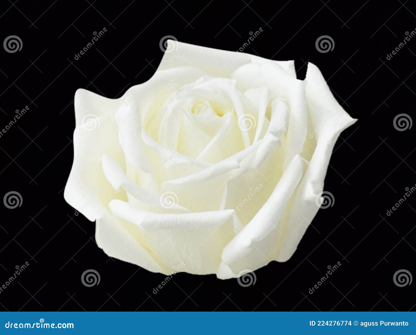 Beautiful and Elegant White Roses Stock Photo - Image of plant, flower ...