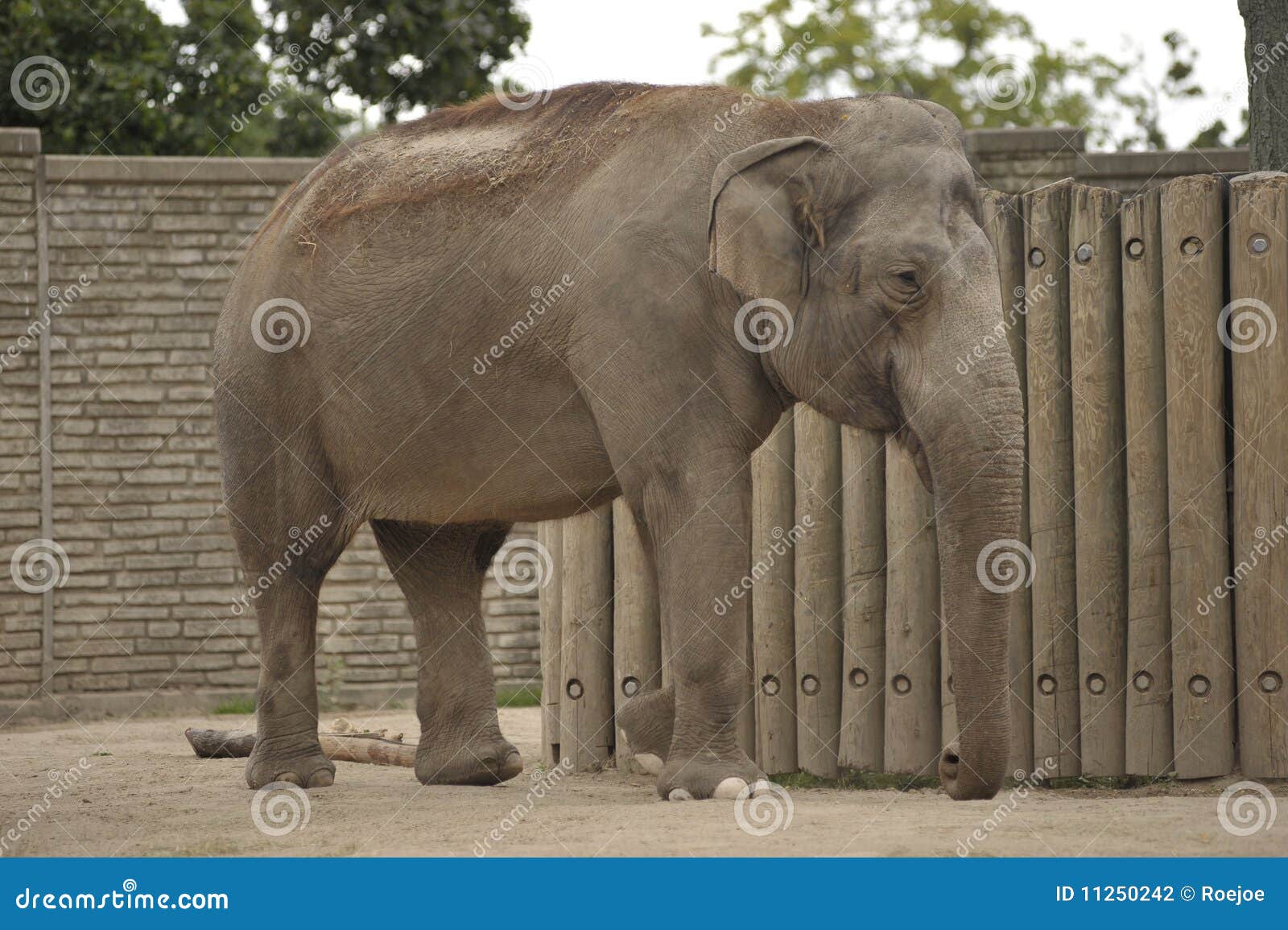 Beautiful elephant stock photo. Image of circus, park - 11250242