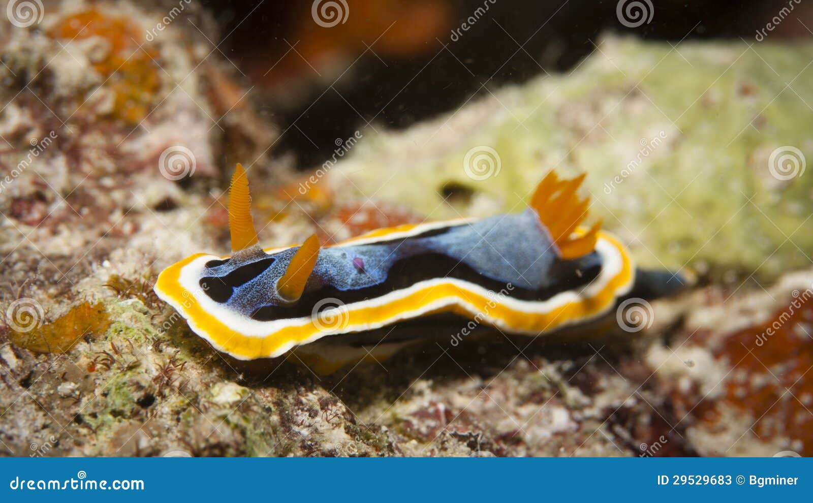 A Beautiful Elisabeth S Chromodoris Stock Image - Image of invertebrate ...