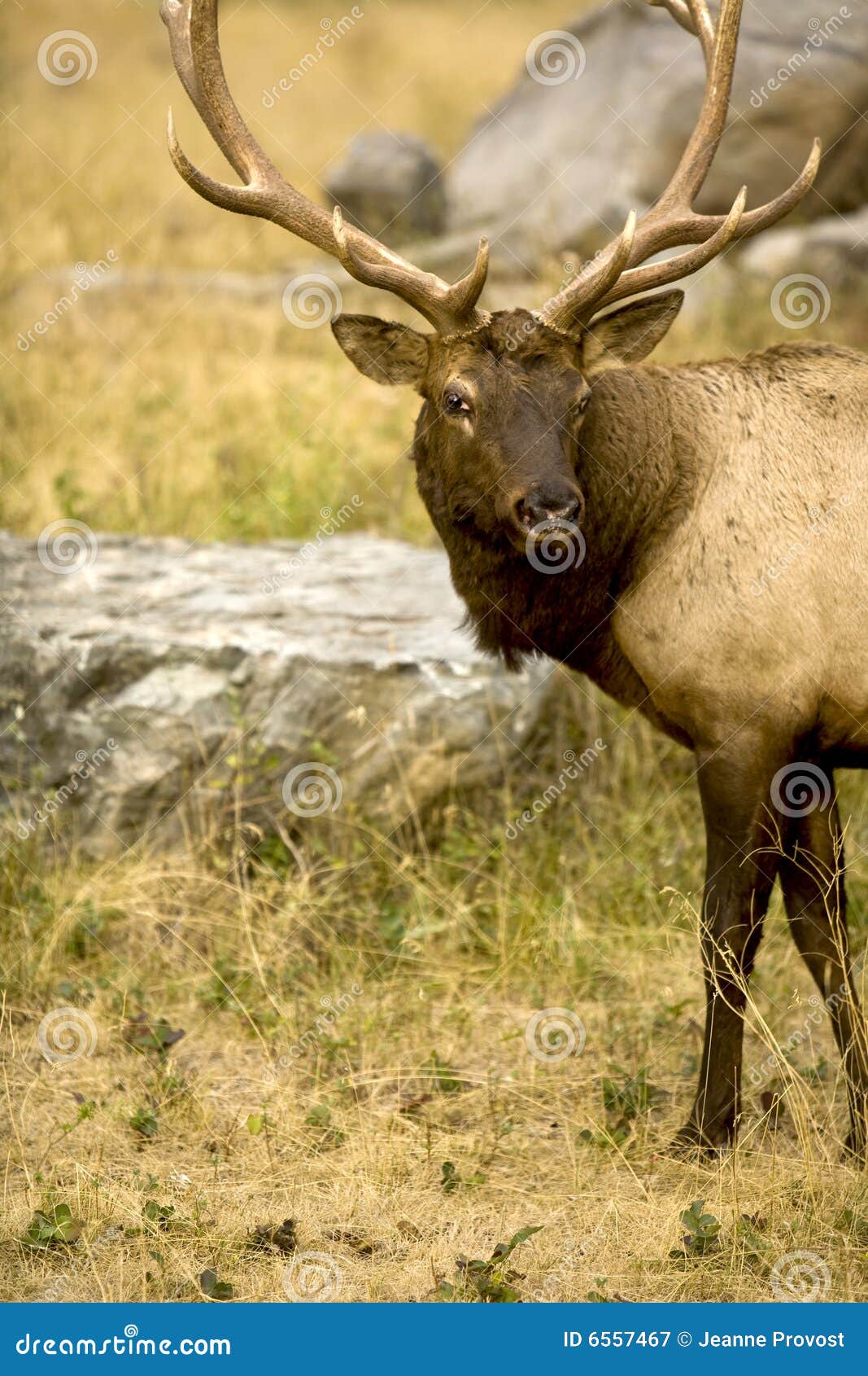 Beautiful Elk stock image. Image of antler, deer, hunt - 6557467