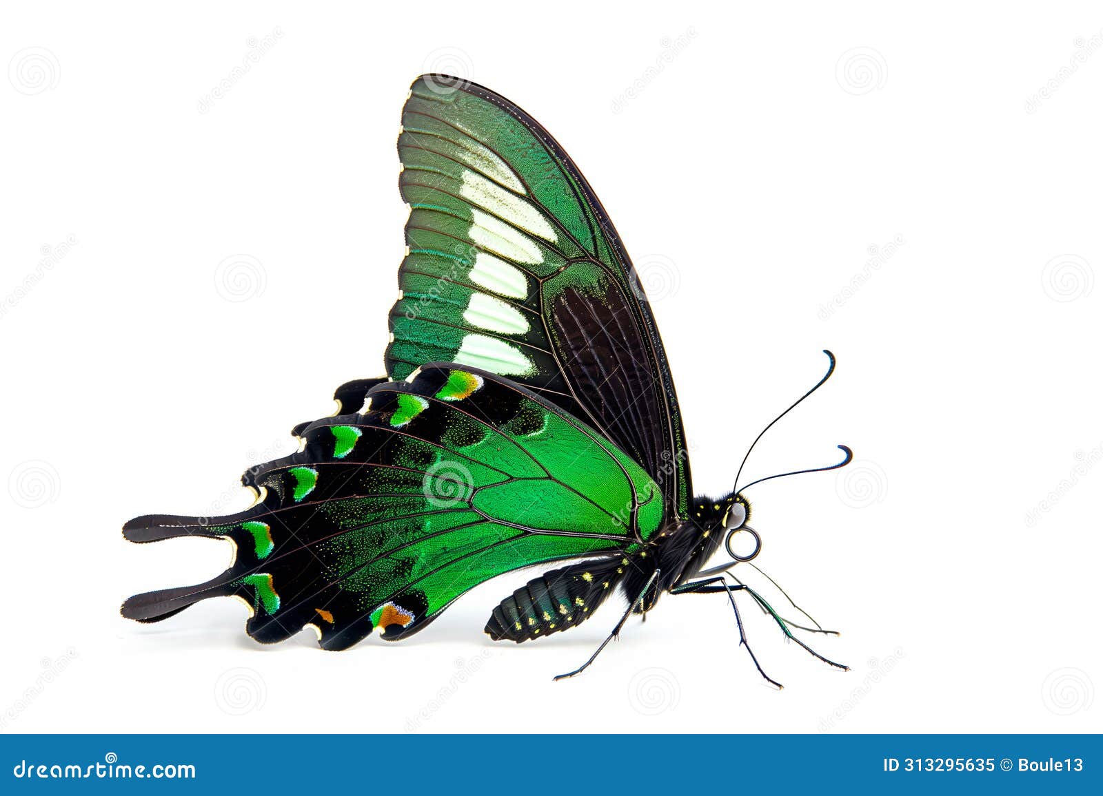Beautiful Emerald Swallowtail Butterfly Isolated on a White Background ...