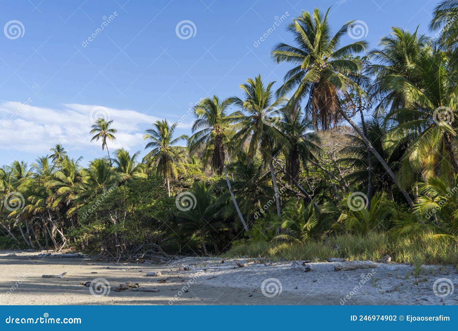 Beautiful Empty Beach with Palm Trees Stock Photo - Image of living ...