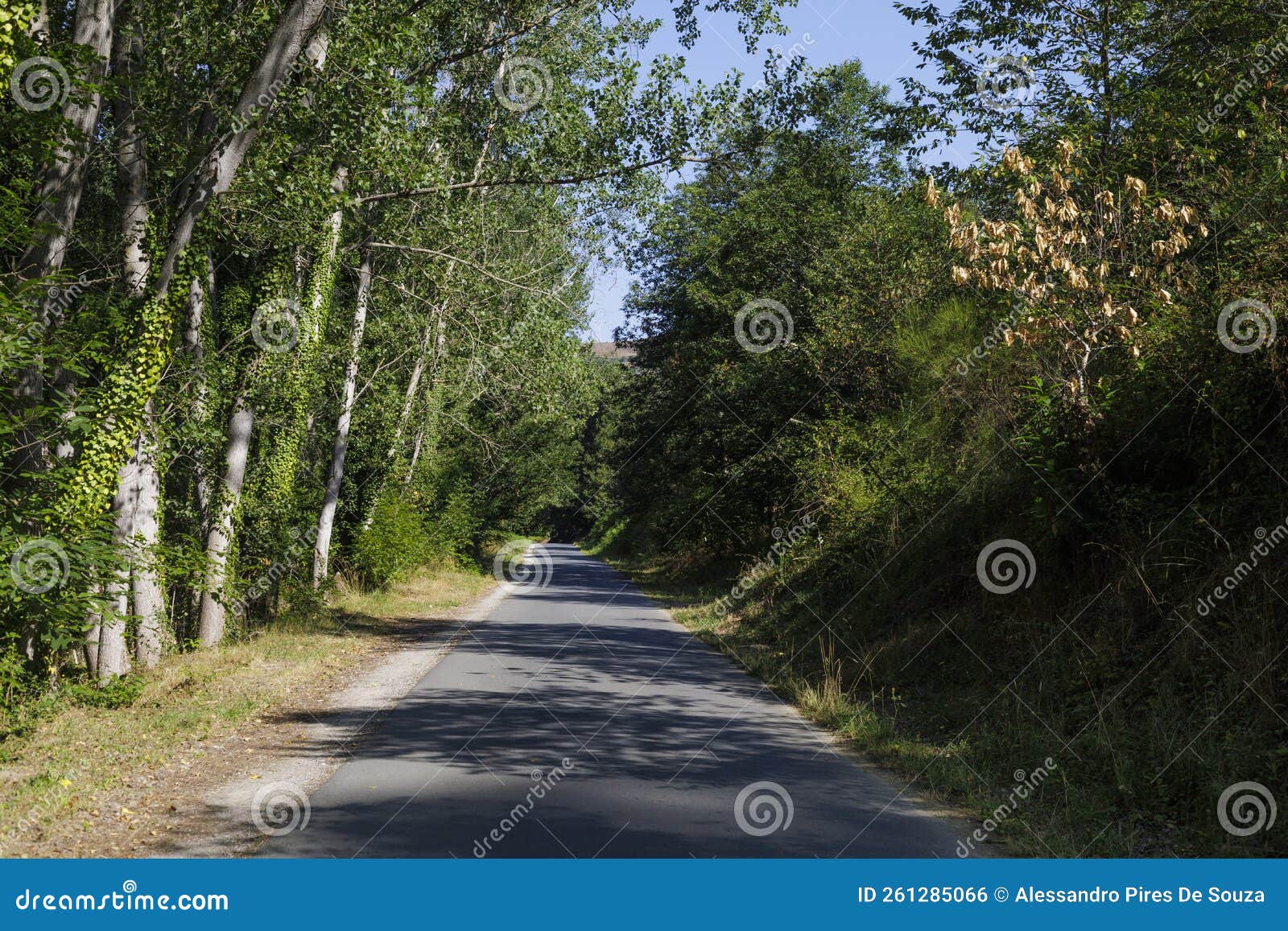 A Beautiful Empty Road Surrounded by Trees in the Countryside of Spain ...