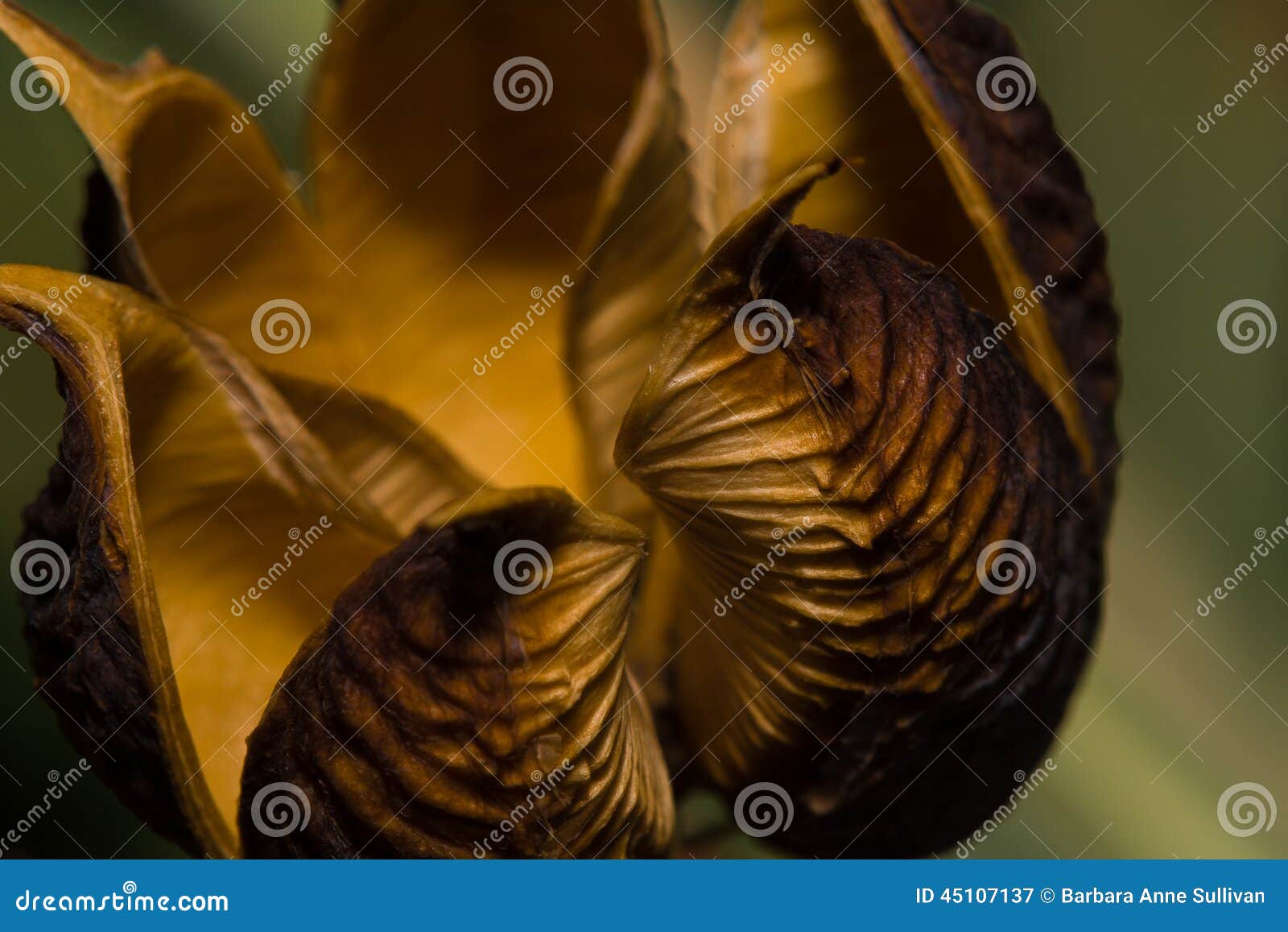 Beautiful Empty Seed Pod Closeup Stock Image - Image of tiny, green ...