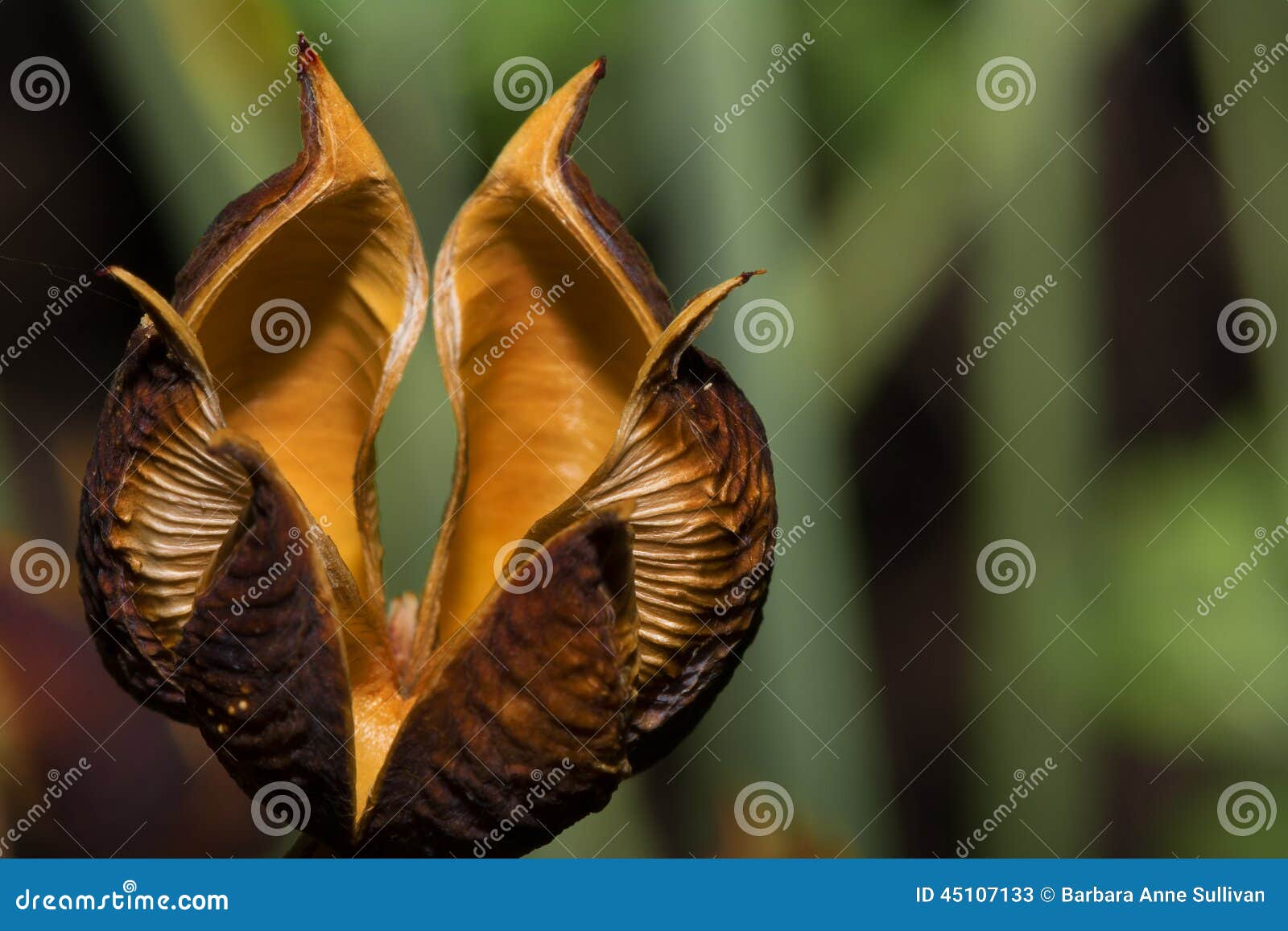Beautiful Empty Seed Pod stock image. Image of brilliant - 45107133