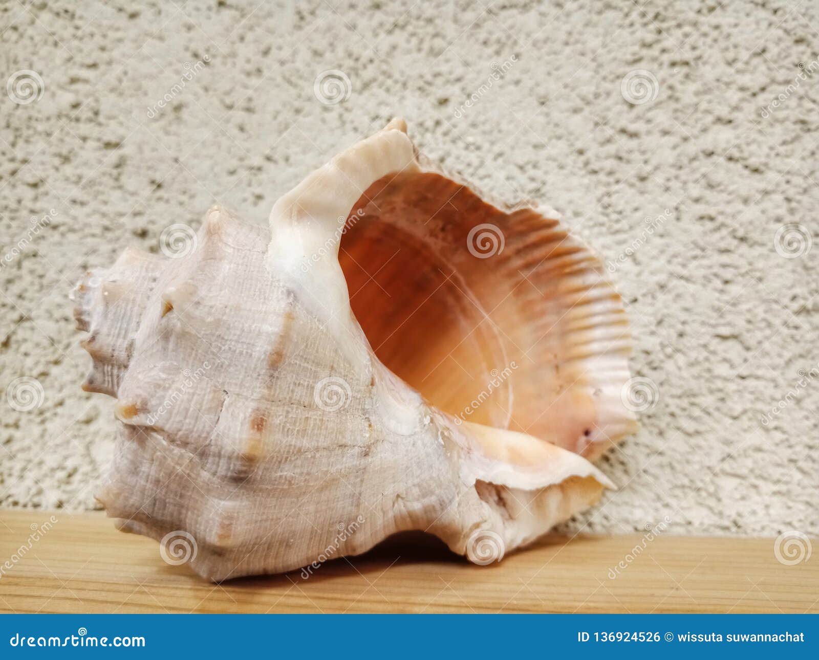 Empty Shell on Wall Background Stock Photo - Image of beach, shellfish ...