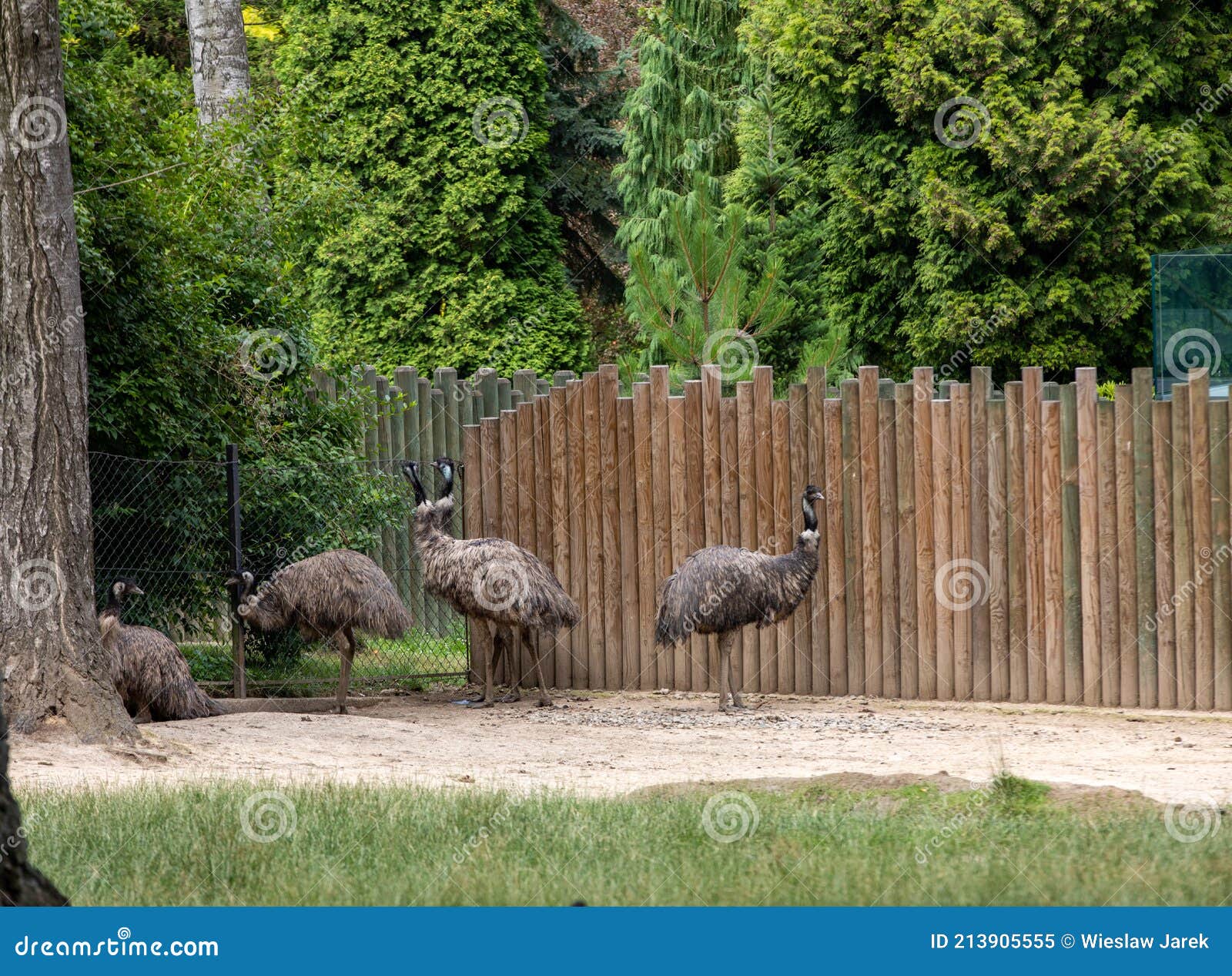Beautiful Emu Bird. Emu a Flightless Bird from Australia. Stock Image ...