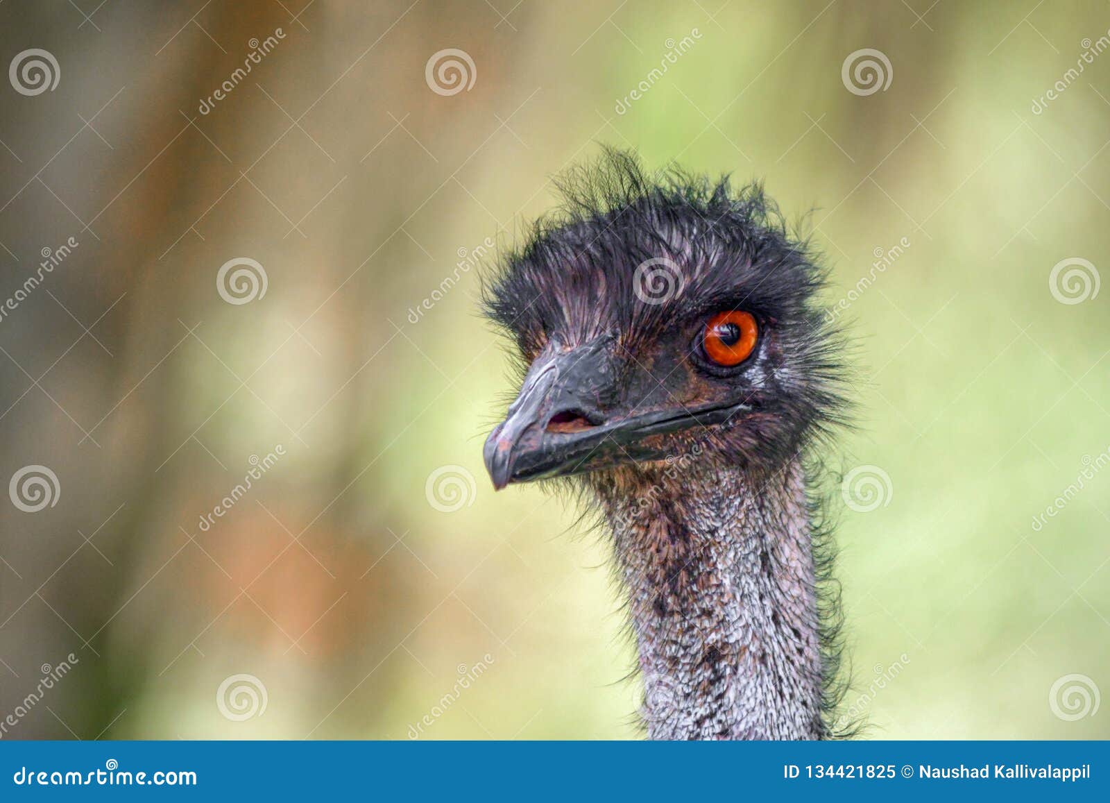 Emu stock image. Image of australian, close, flat, natural - 134421825
