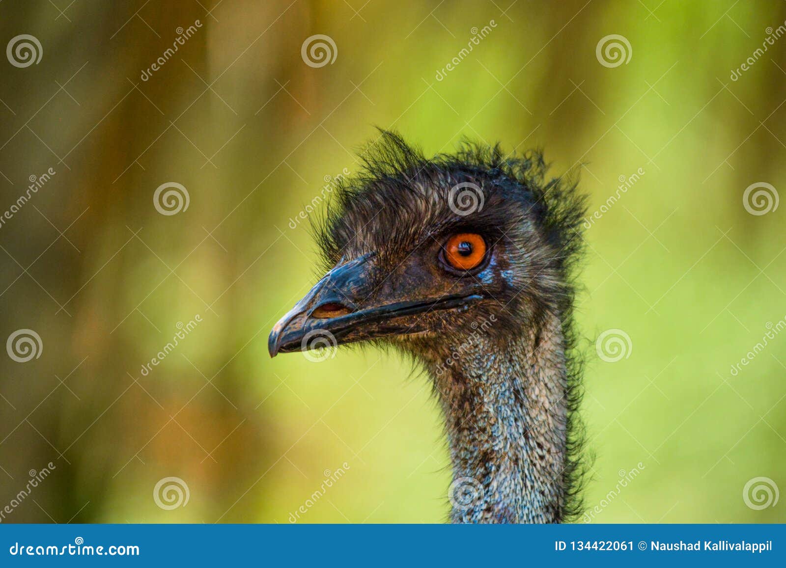 Emu stock image. Image of novaehollandiae, ostrich, african - 134422061