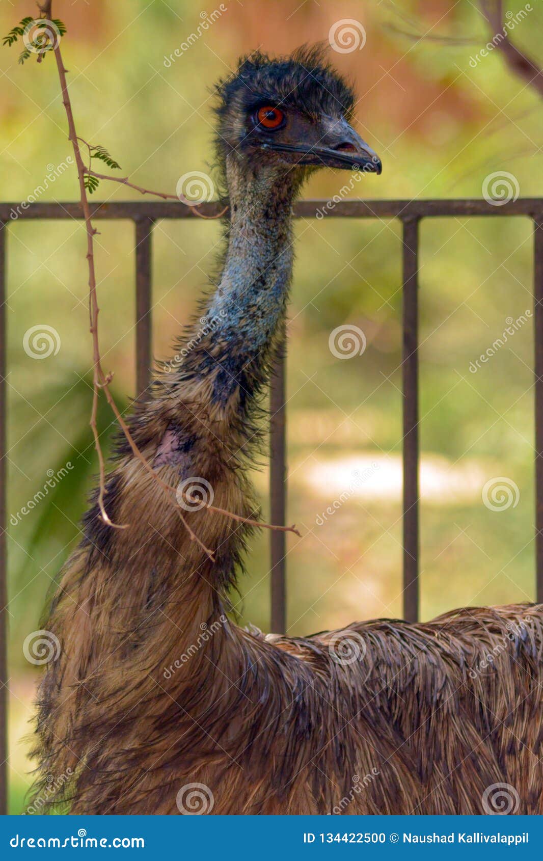 Emu stock photo. Image of nature, head, close, fauna - 134422500