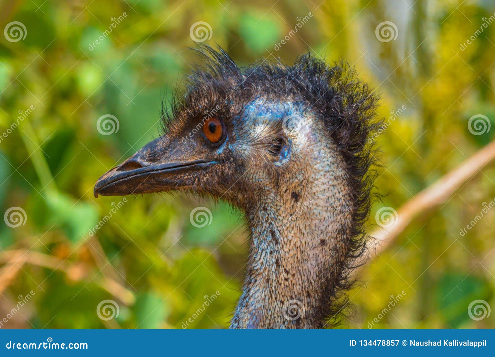 Emu stock image. Image of design, flat, australia, neck - 134478857