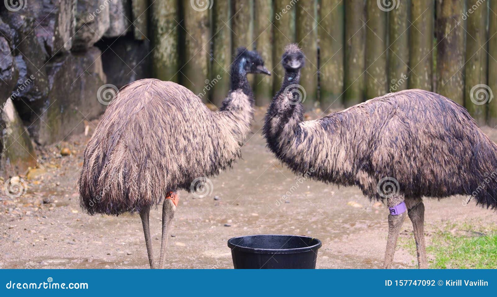 Beautiful Emu in the Zoo in Nature. Stock Photo - Image of animals ...