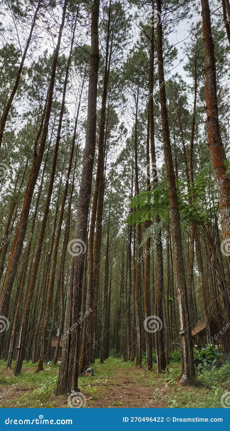 Beautiful and Enchanting Views of Pine Trees Stock Photo - Image of ...