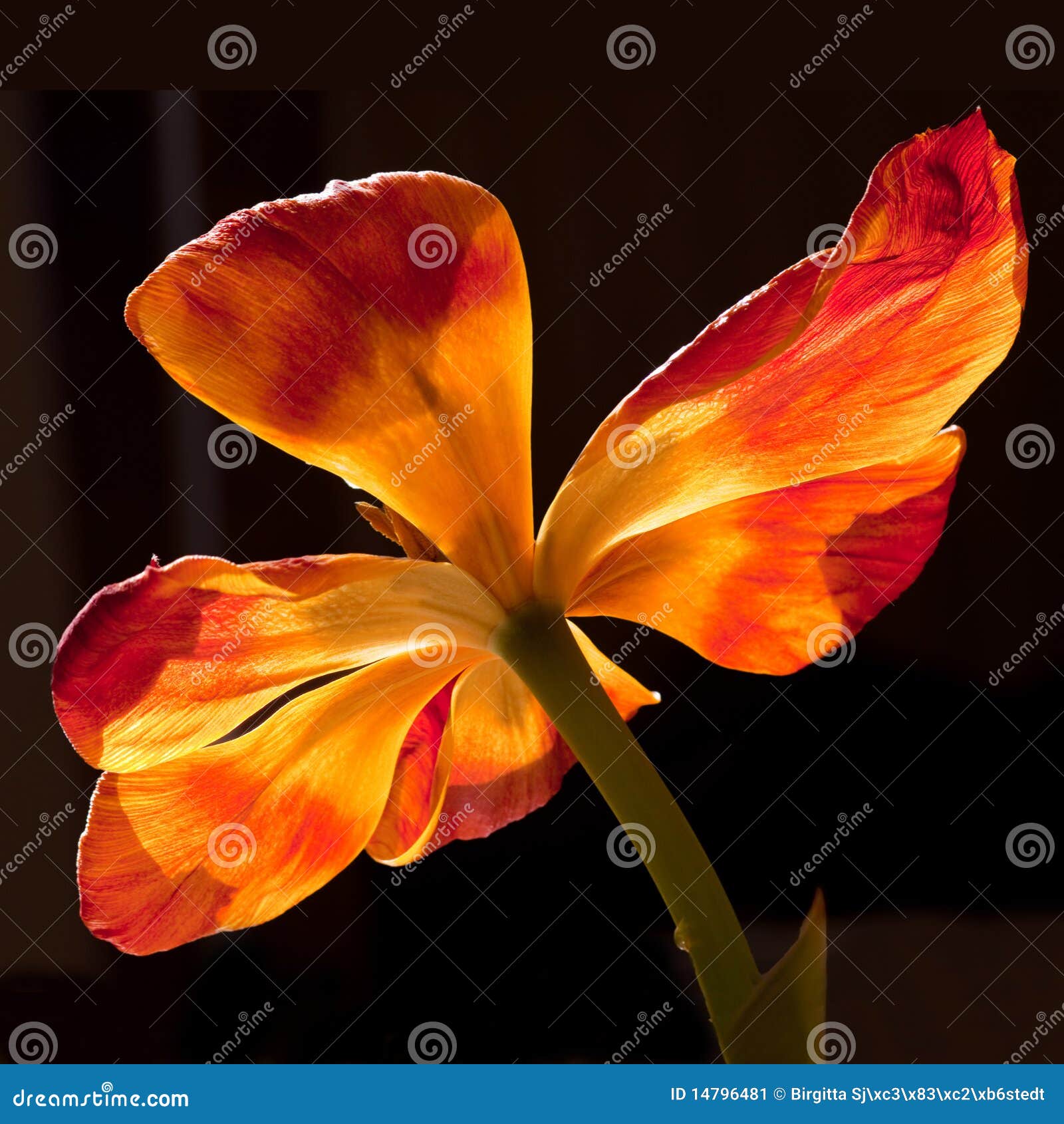 The beautiful end stock image. Image of abloom, nature - 14796481