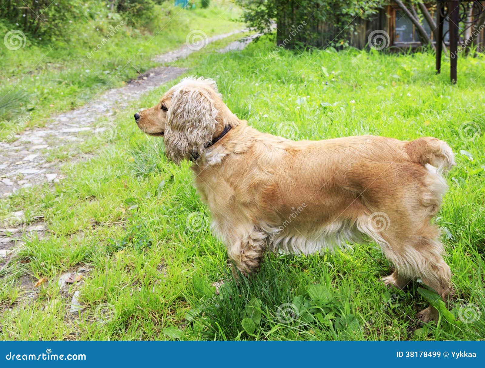 Beautiful English Cocker Spaniel Stock Image - Image of beautiful ...