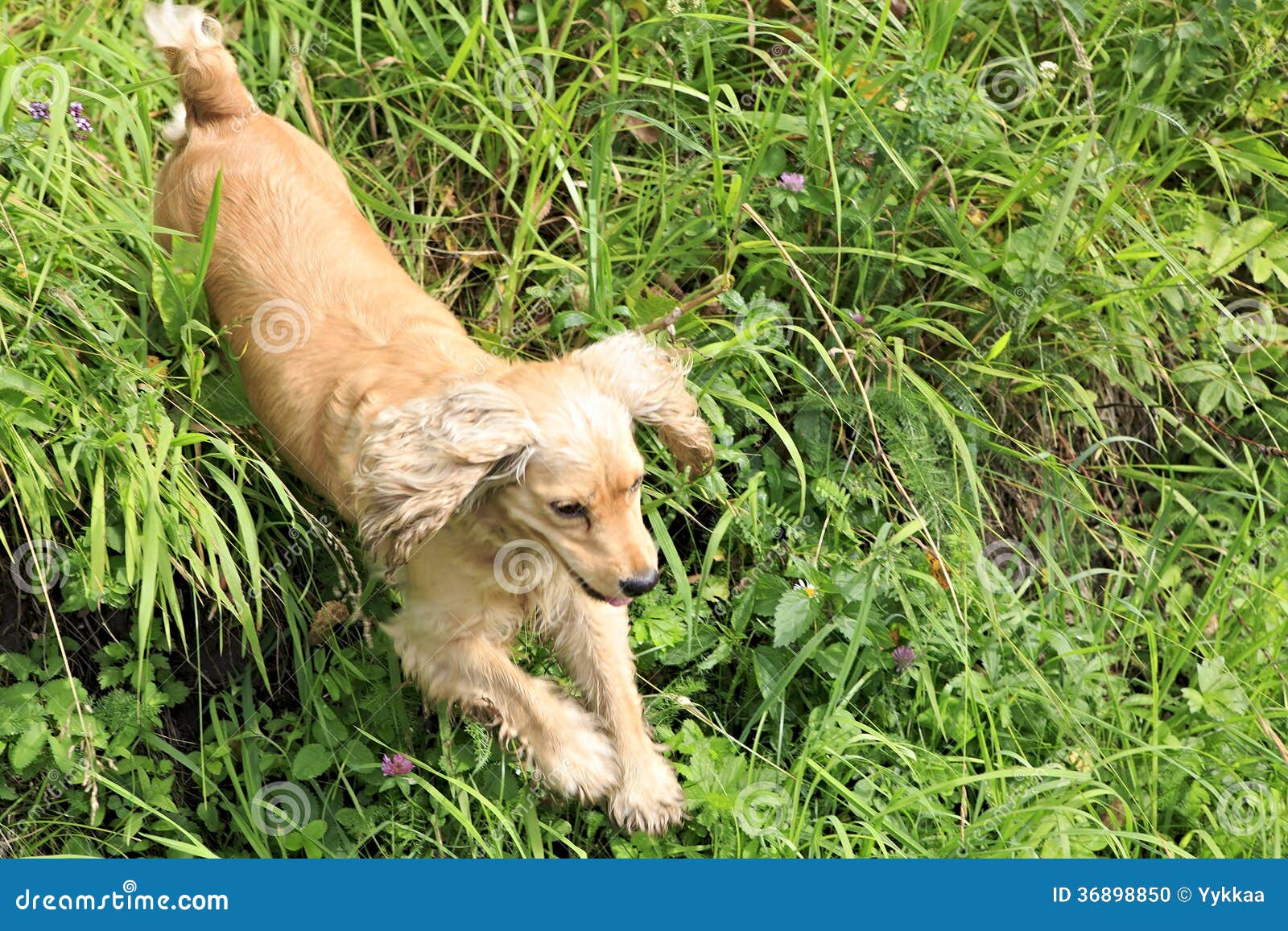 Beautiful English Cocker Spaniel Jumps Stock Photo - Image of spaniel ...