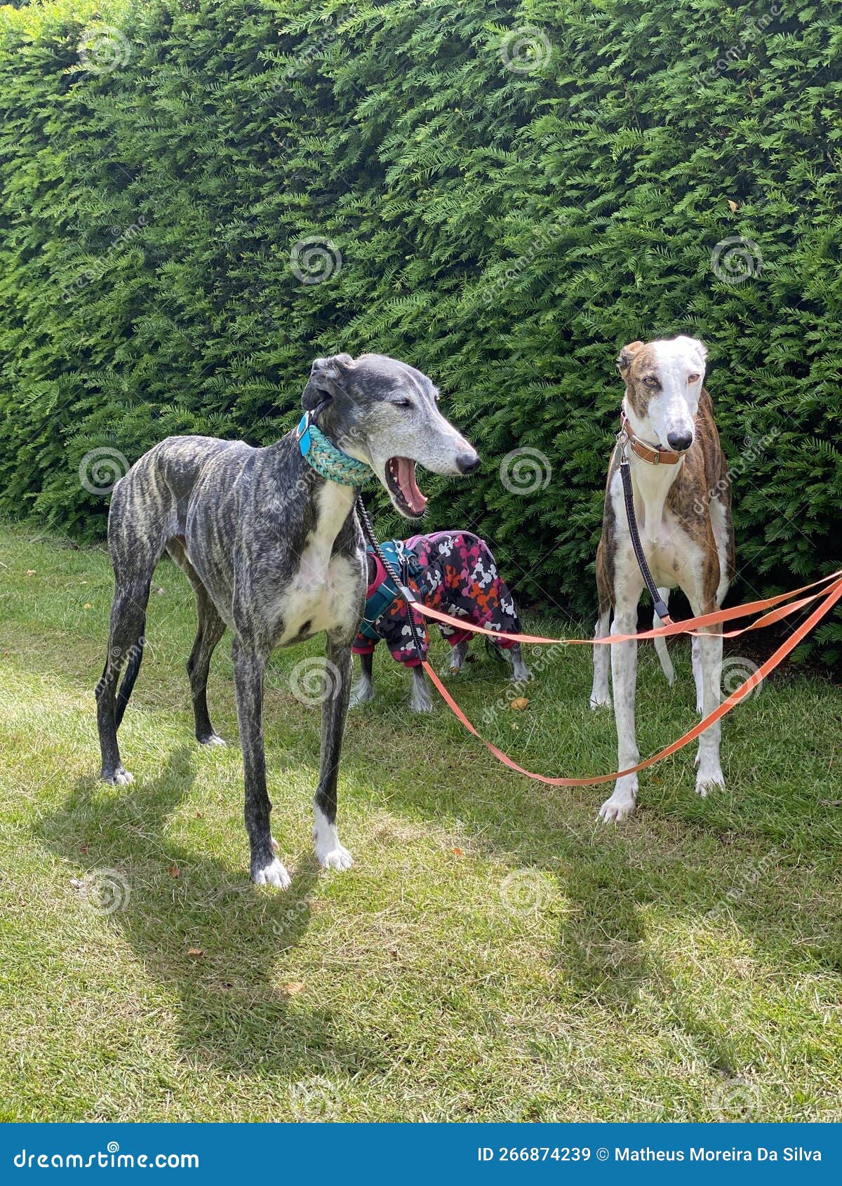 Beautiful English Greyhound Stock Image - Image of nijmegen, greyhound ...