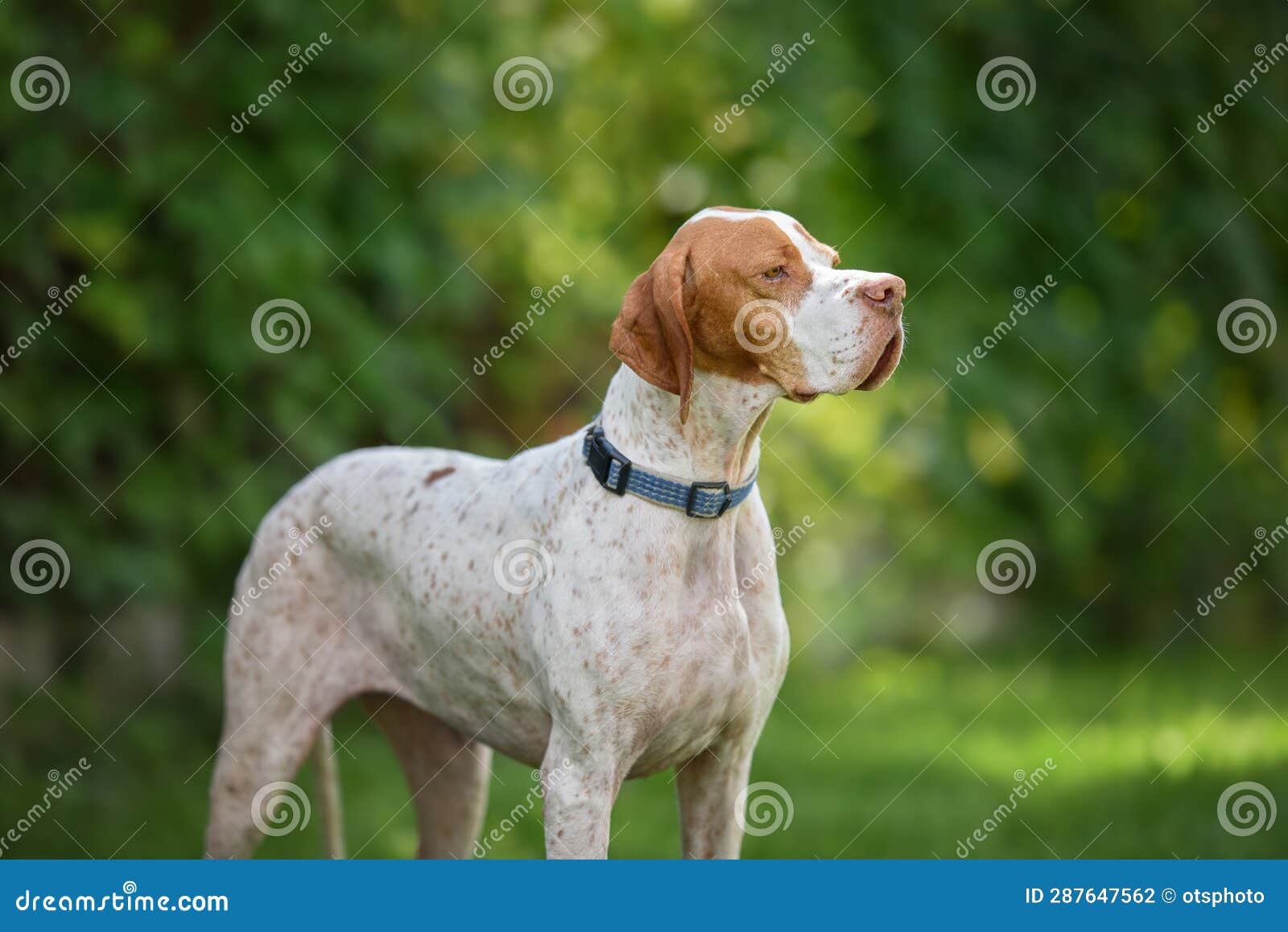 Beautiful English Pointer Dog Standing Outdoors in a Collar Stock Photo ...