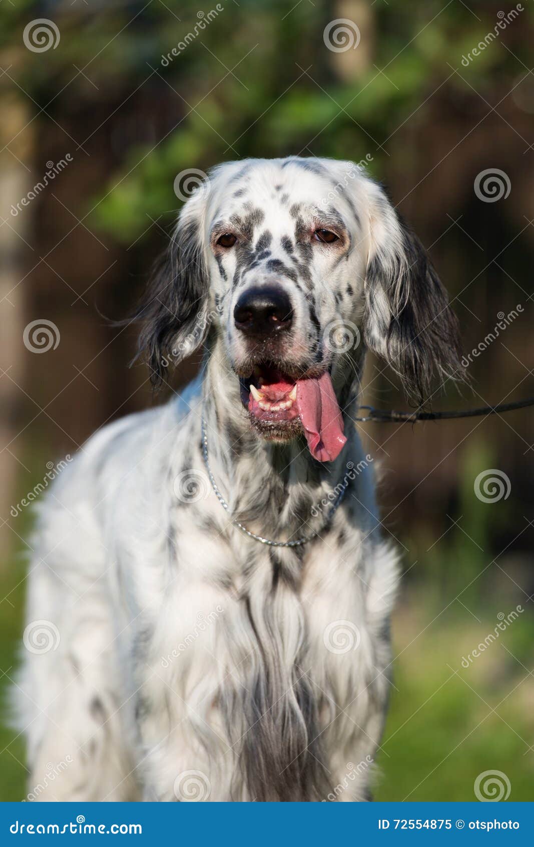 Beautiful English Setter Dog Posing Outdoors Stock Image - Image of ...