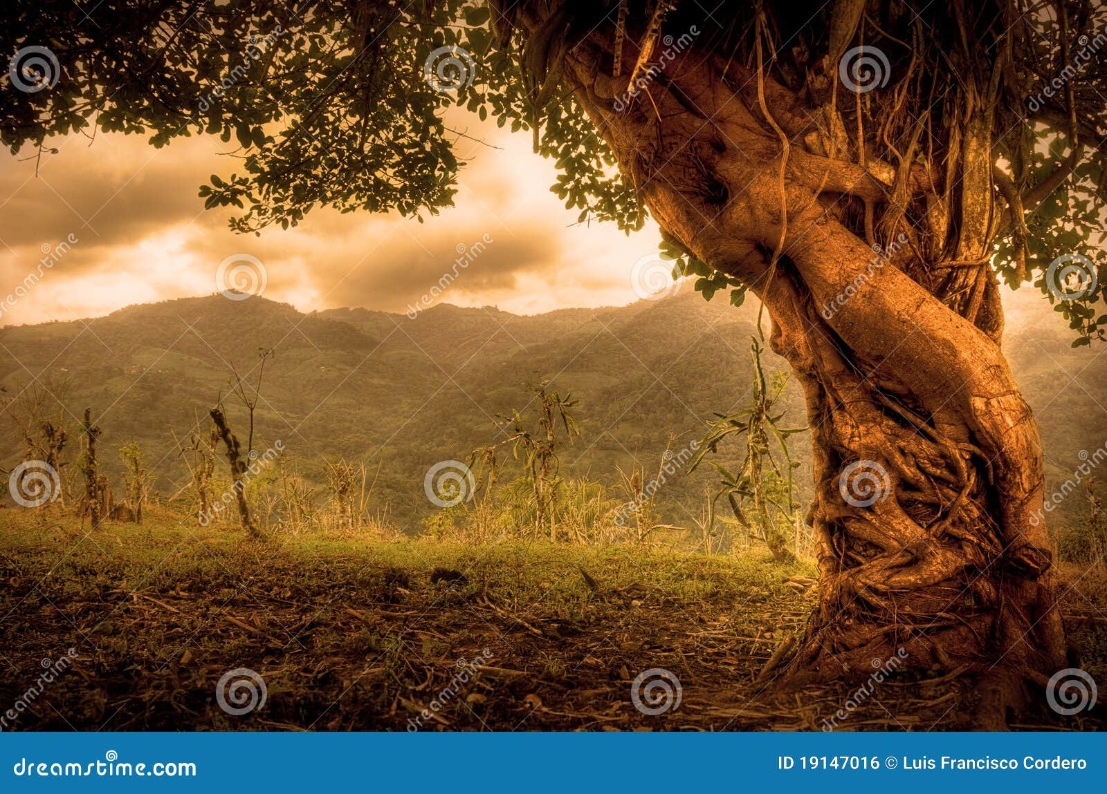 Beautiful entangled tree stock photo. Image of forest - 19147016