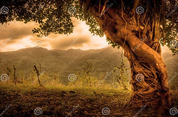 Beautiful entangled tree stock photo. Image of forest - 19147016