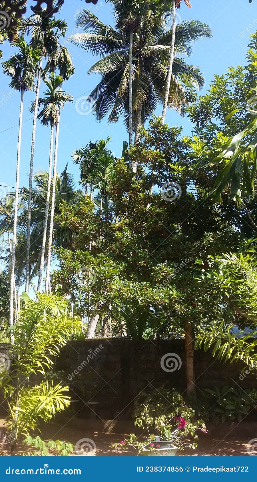 Beautiful Environment Surrounds Stock Photo - Image of green, surround ...