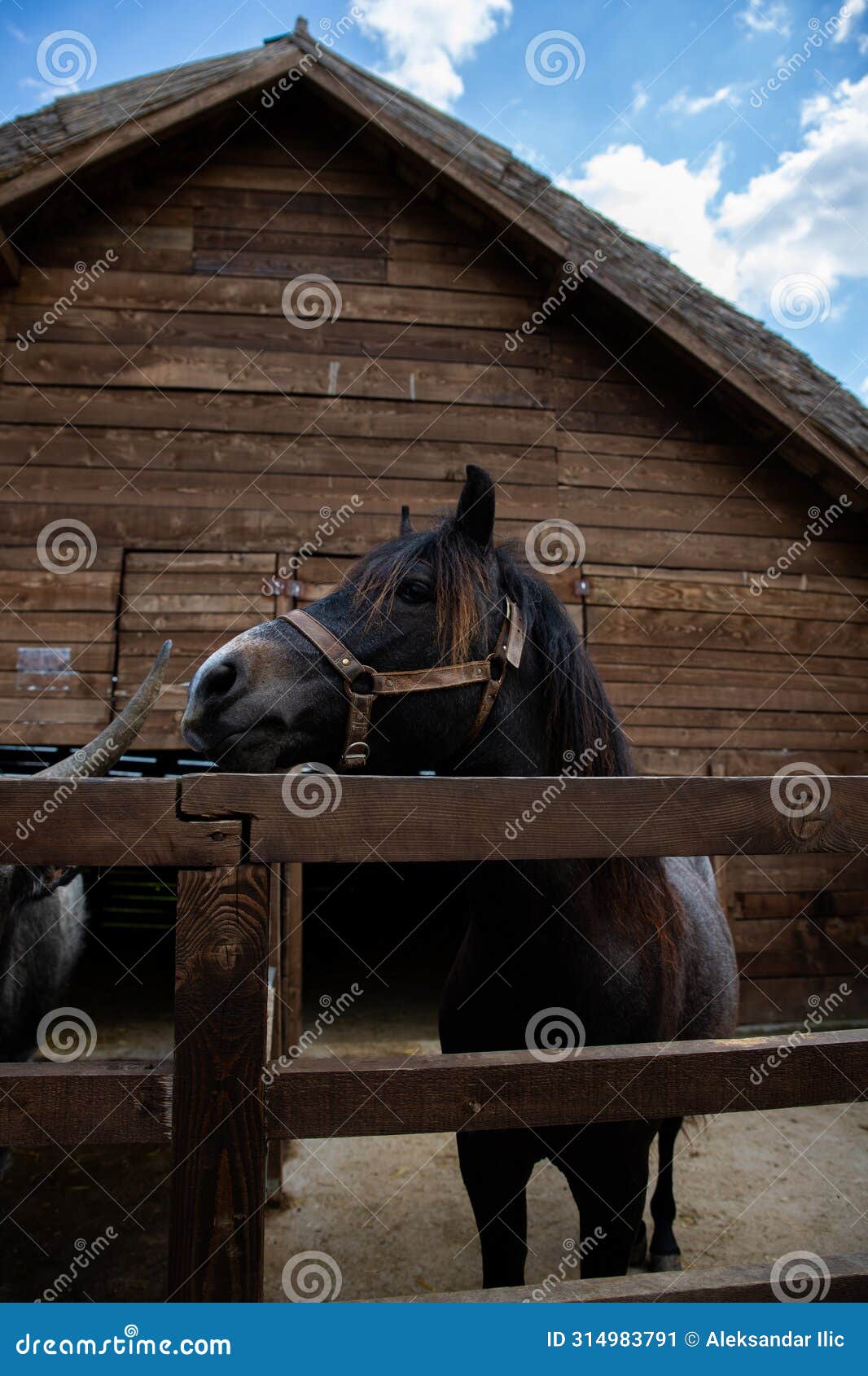Beautiful Equestrian Horse in the Stable Stock Image - Image of stable ...