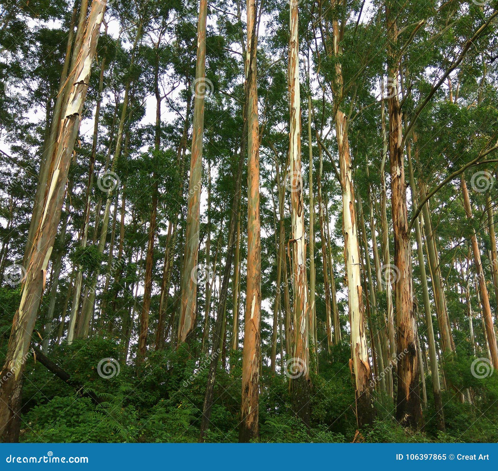 Eucalyptus.Trees.Forest Background.Thick Forest. Stock Image - Image of ...